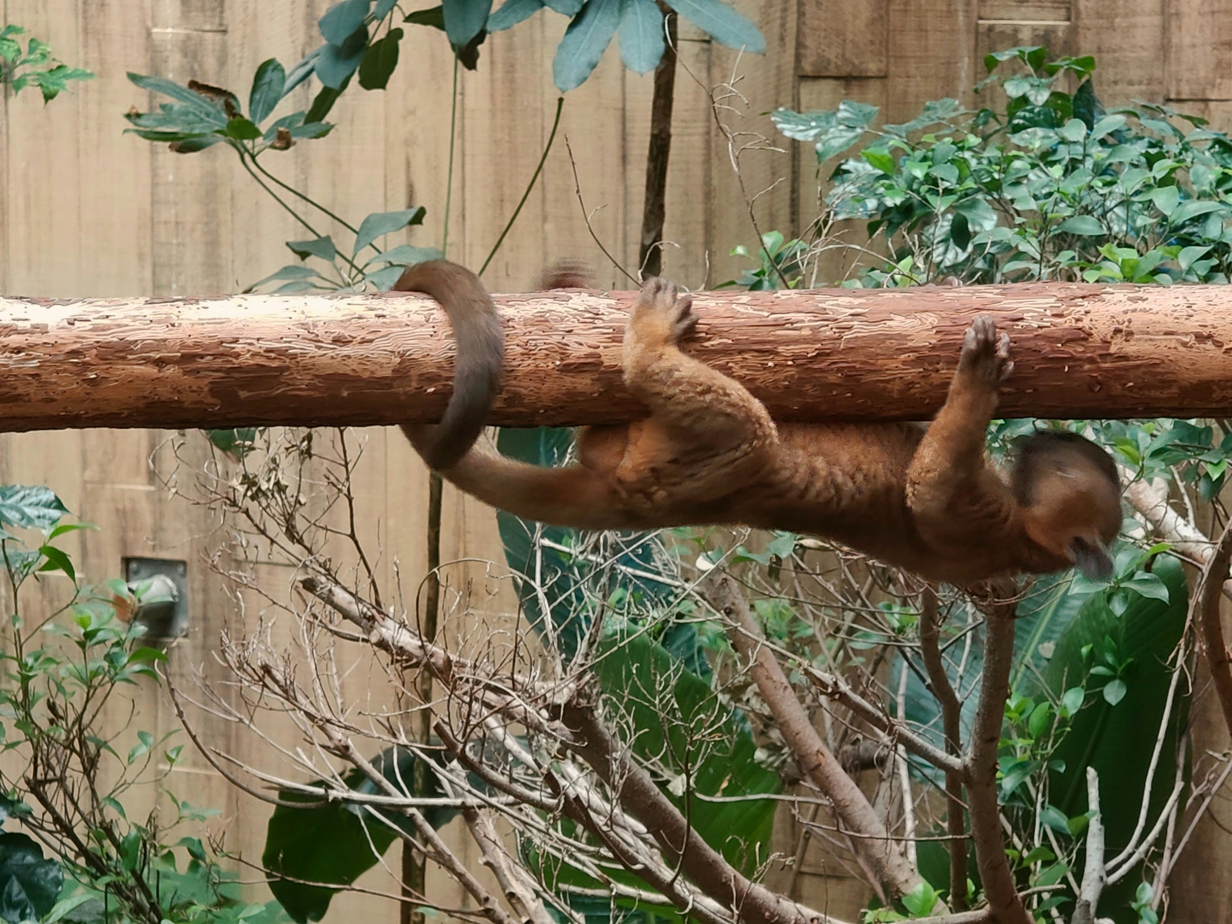 A playful orangutan clings to a thick horizontal branch in a zoo backyard, with greenery and a wooden fence in the background.