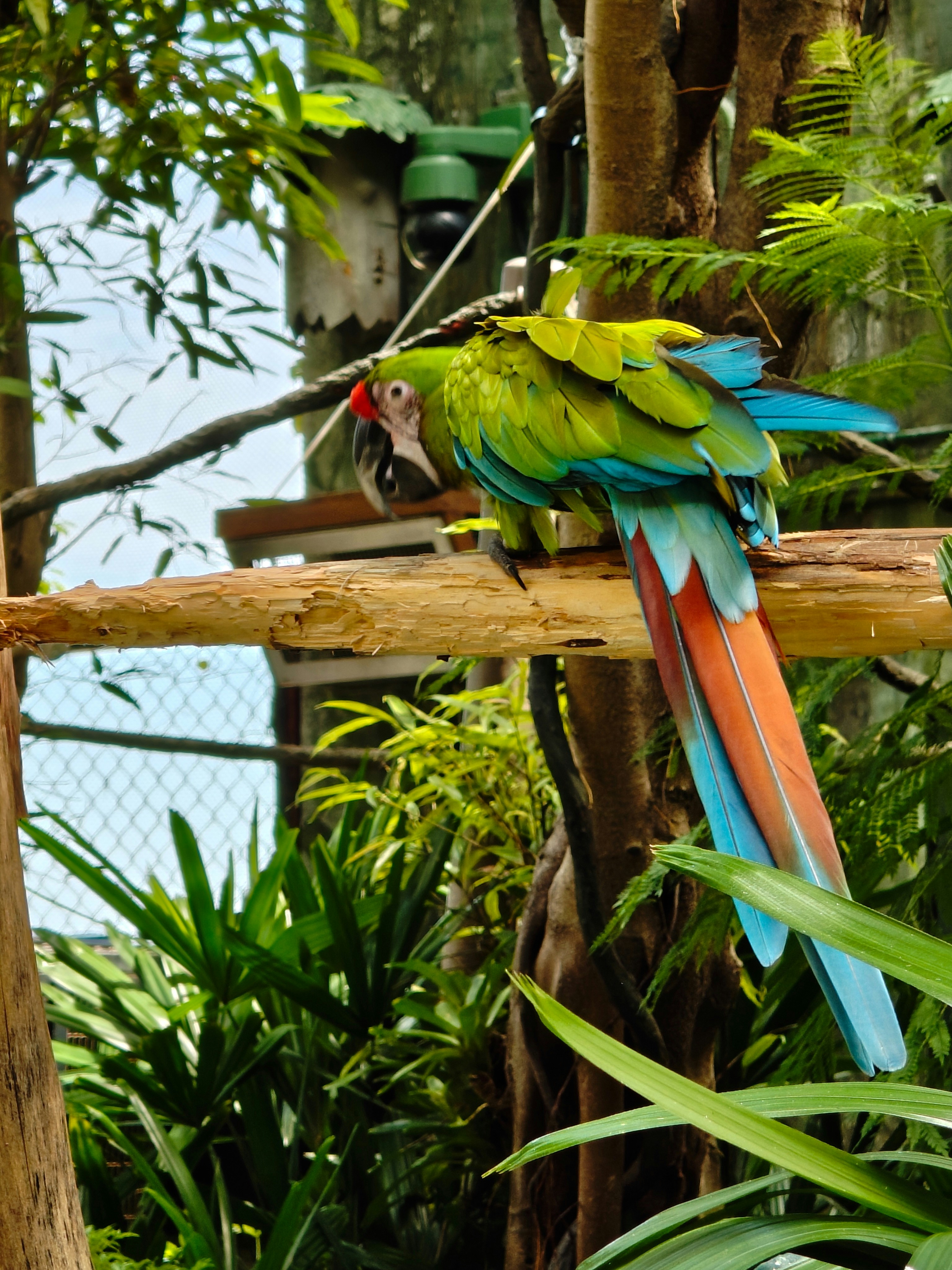 Emerald Feathers and Sunlit Branch: A Macaw’s Quiet Rest