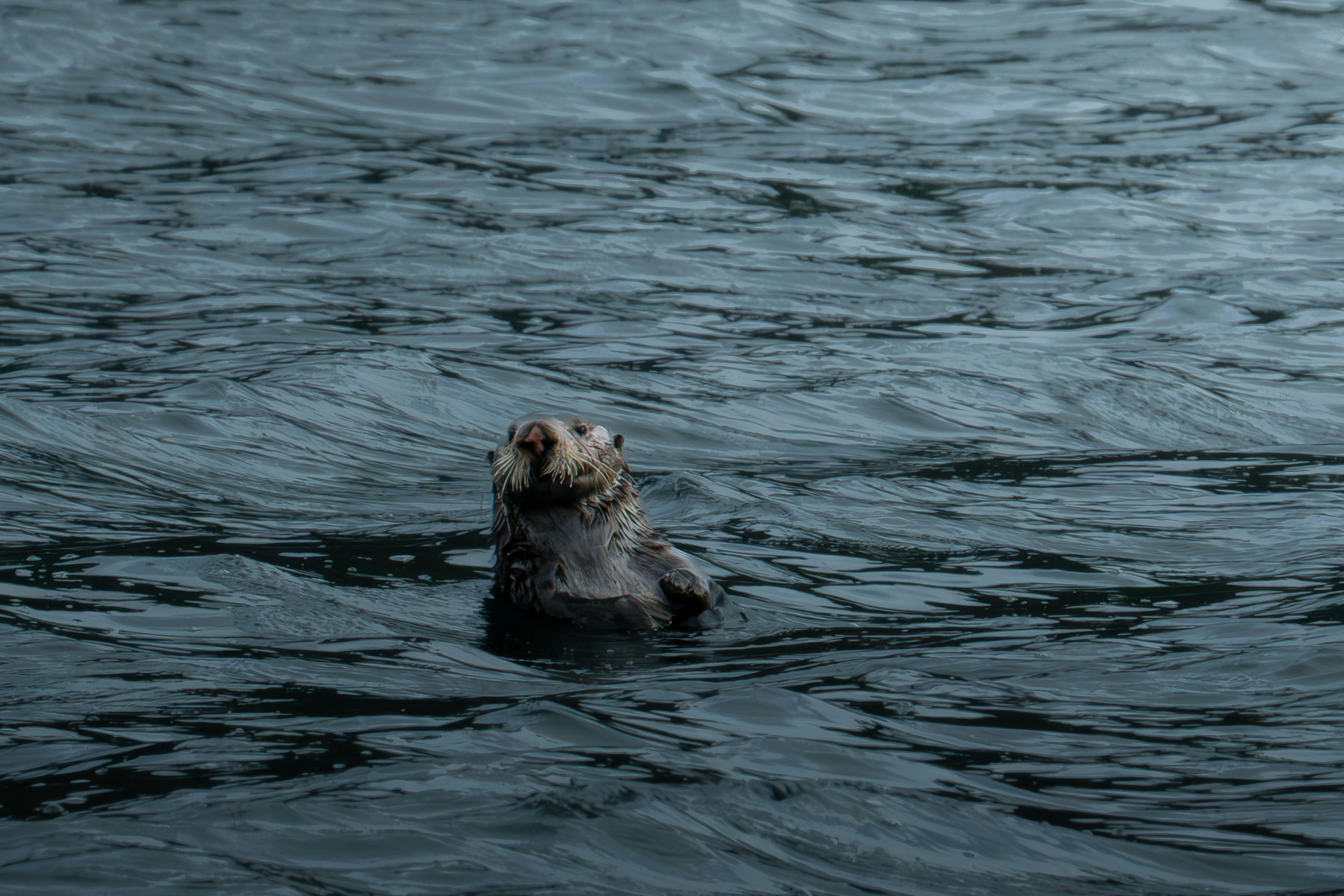 Otter Emerges to Inspect the Ripples