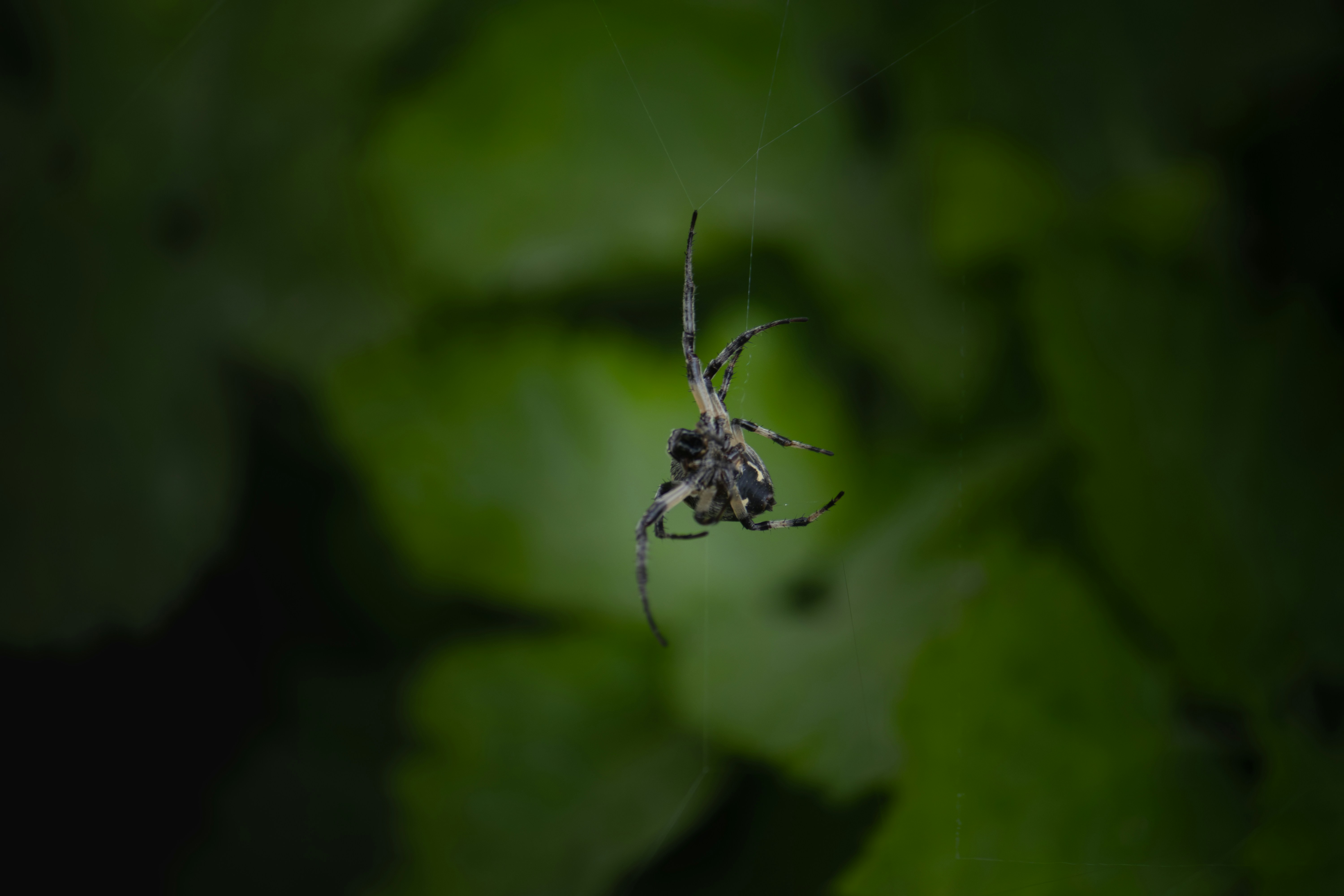 Suspended Hunter: a spider in a forest of green