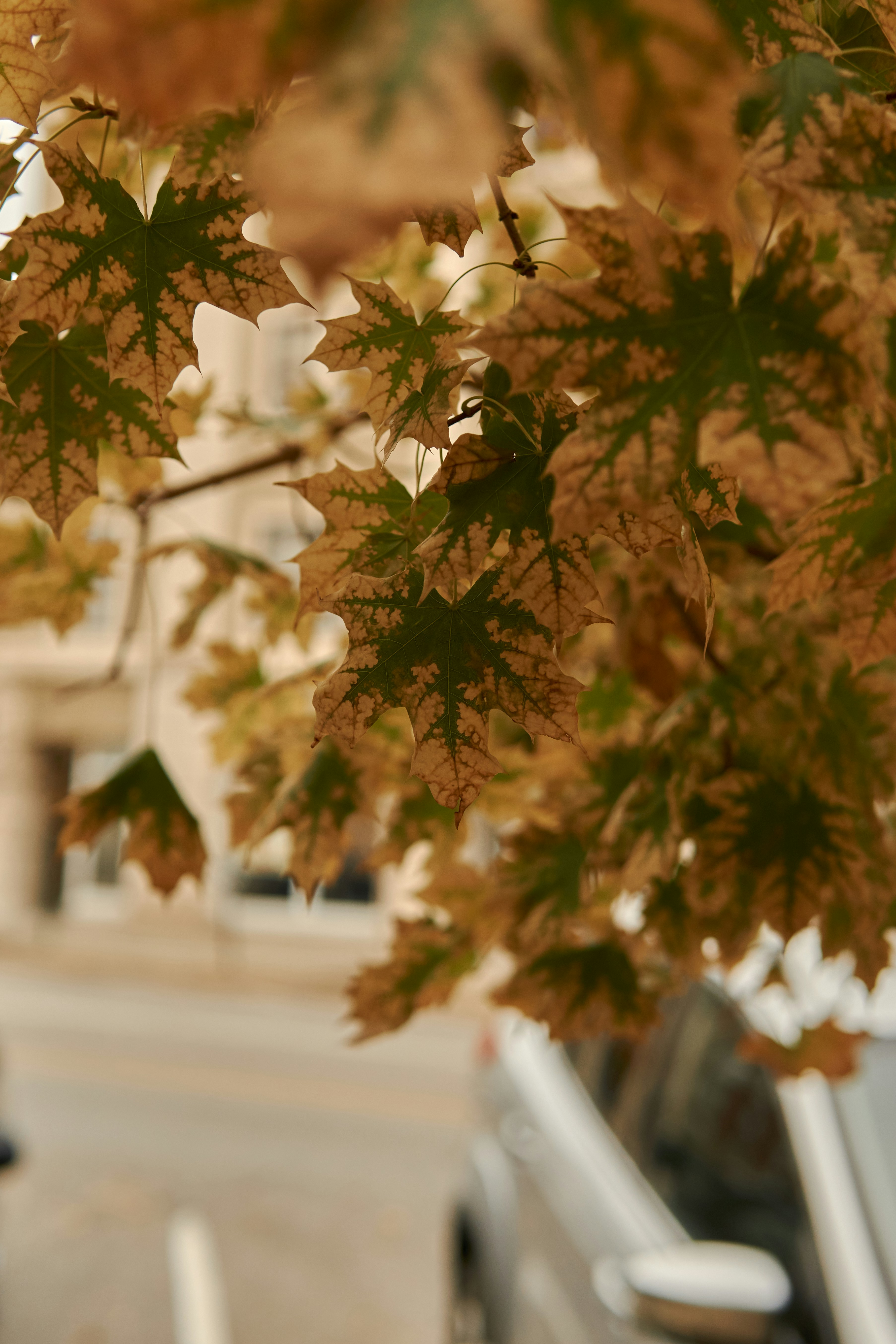 Autumn Maple Veil Over a Hidden Street