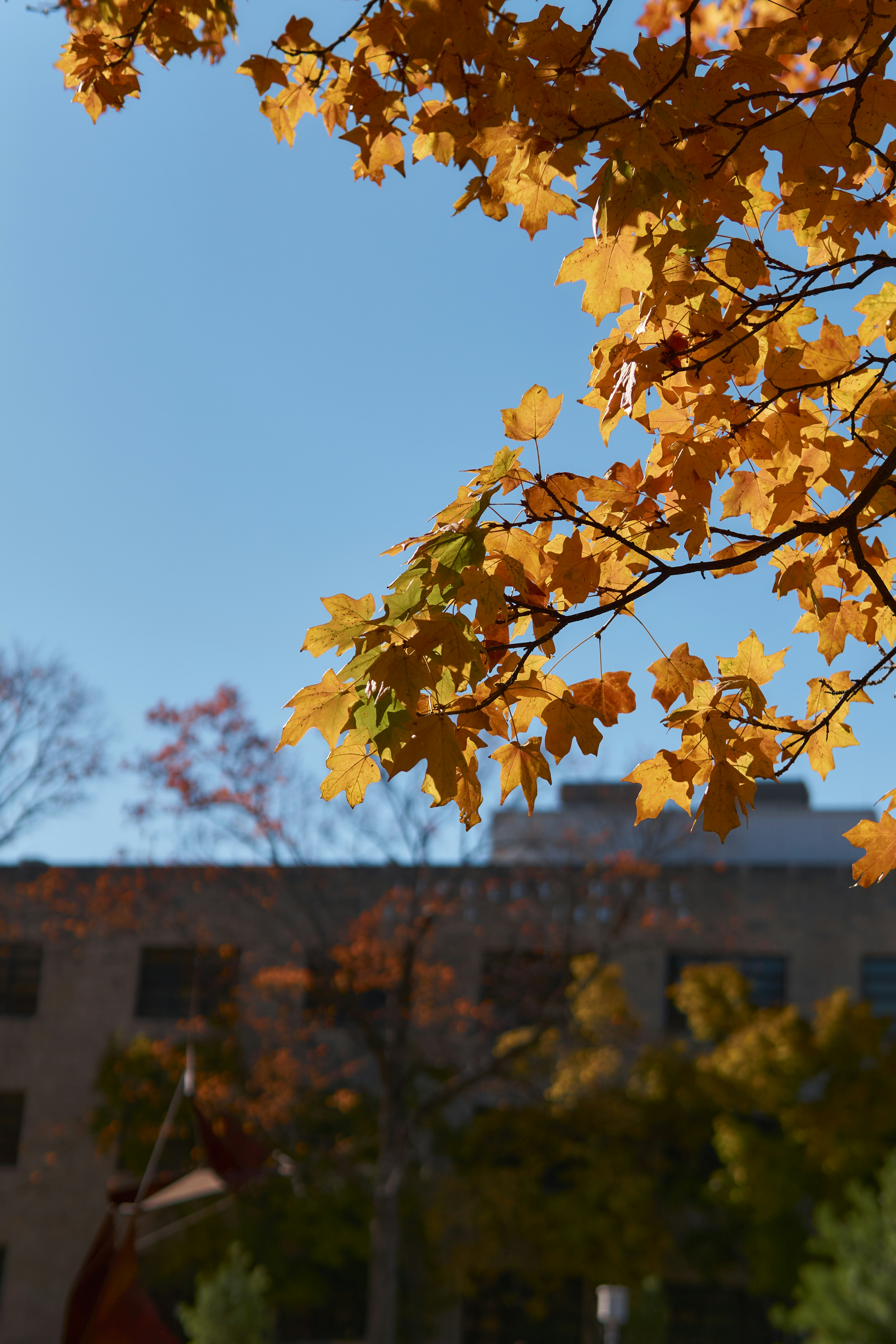 Autumn leaves frame a bright blue sky with a blurred urban backdrop, highlighting the vibrant foliage as a focal point.