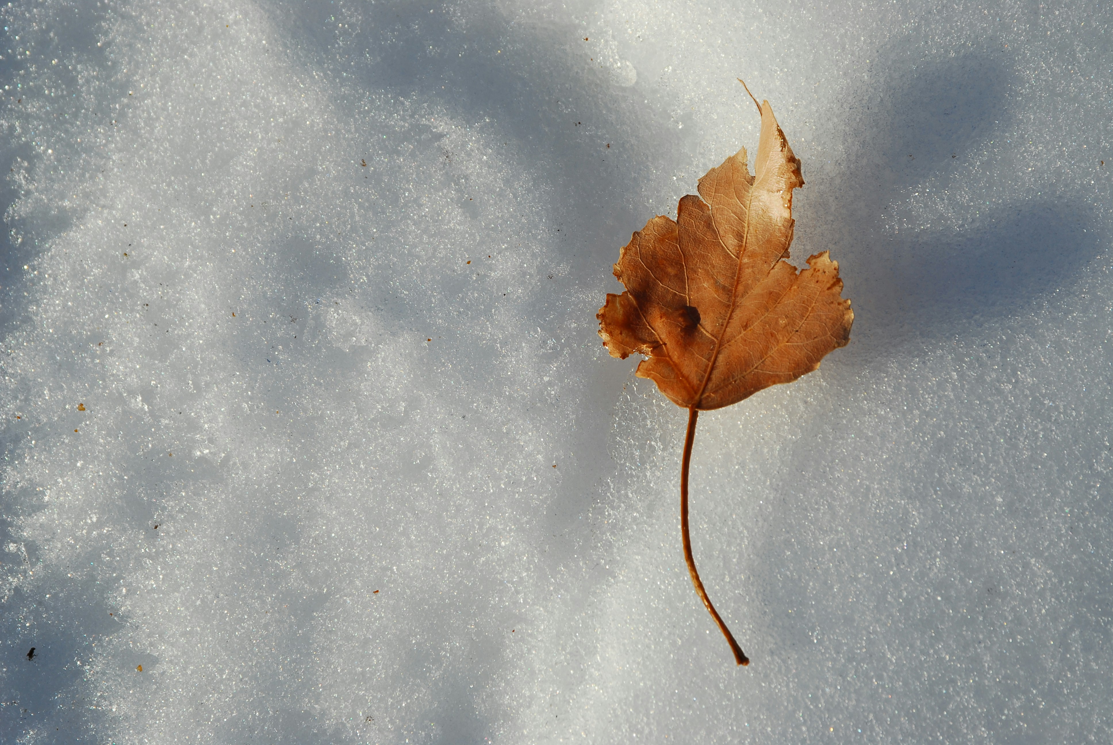 Rusty brown leaf rests on textured snow, highlighting contrast between warm tones and cold surface. This close-up emphasizes delicate vein pattern and solitude on a monochrome backdrop.