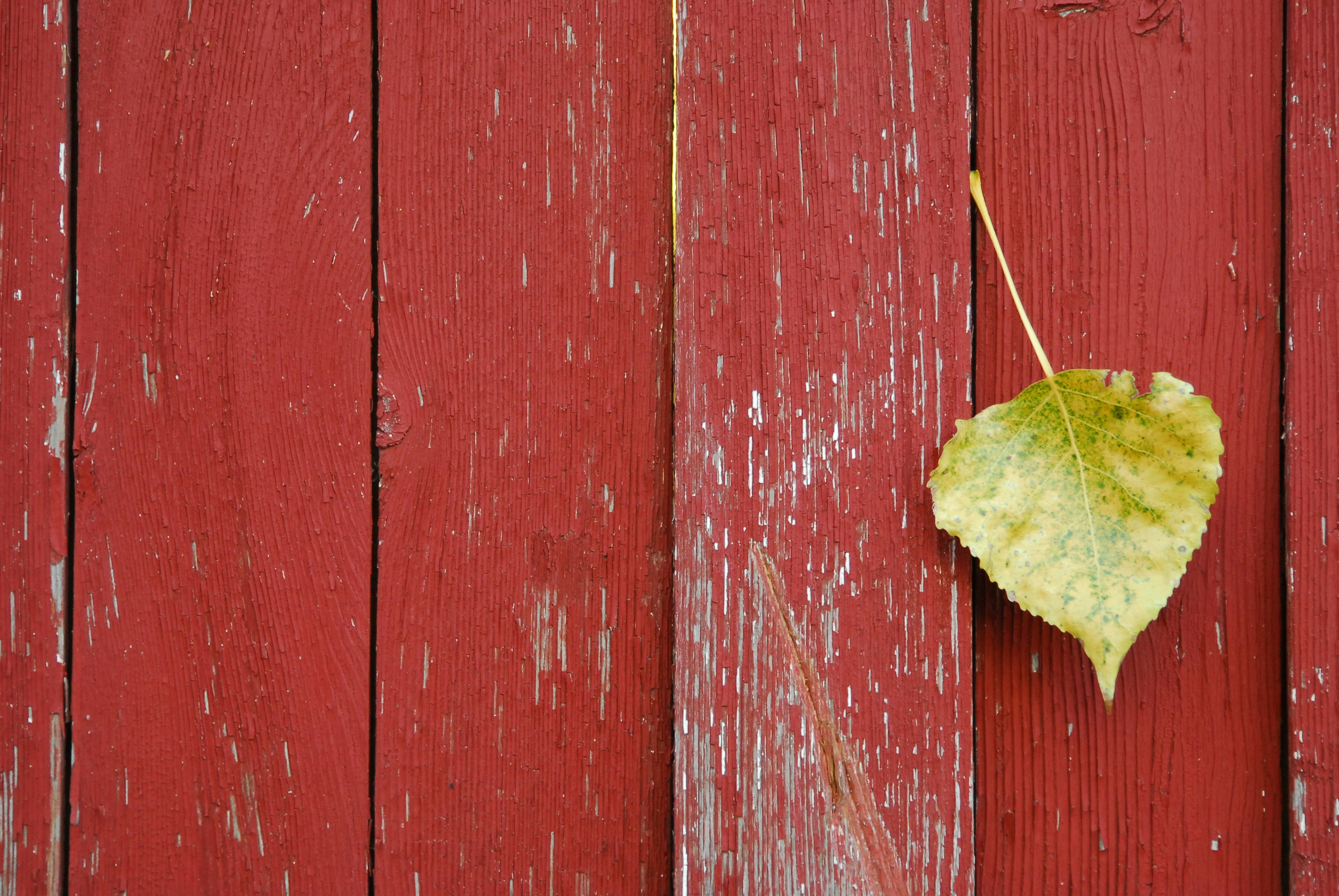  lone yellow leaf on weathered red planks