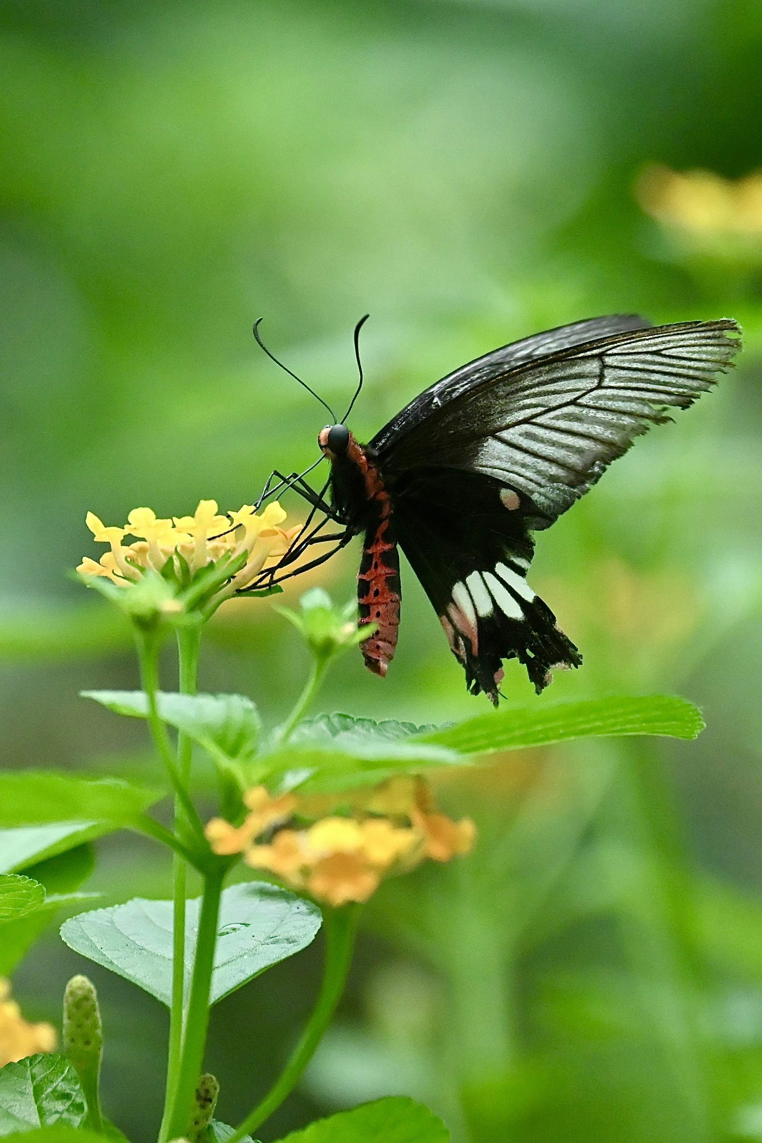Crimson-winged butterfly on a bright yellow bloom