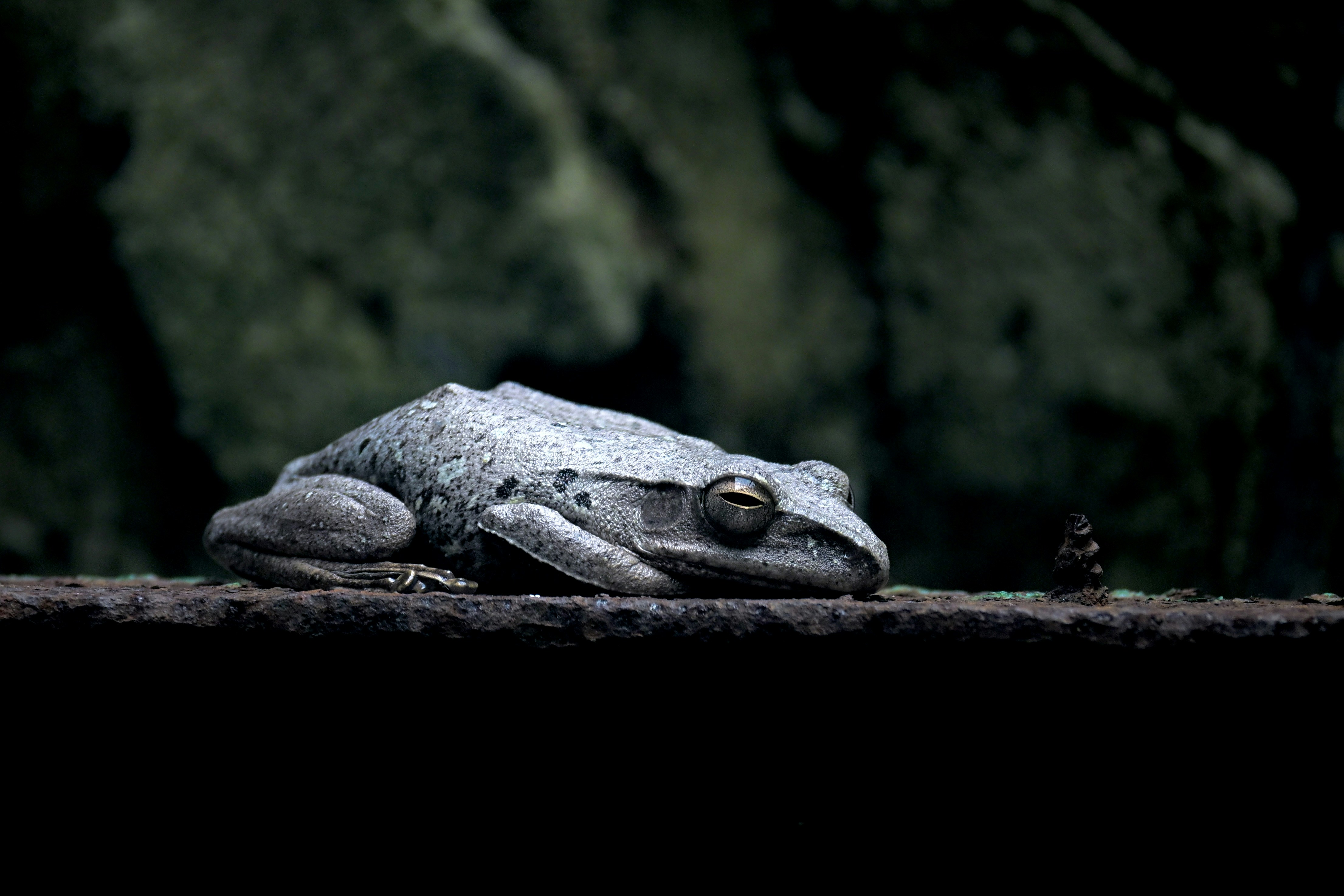 Low-contrast Amphibian Rest on a Rail