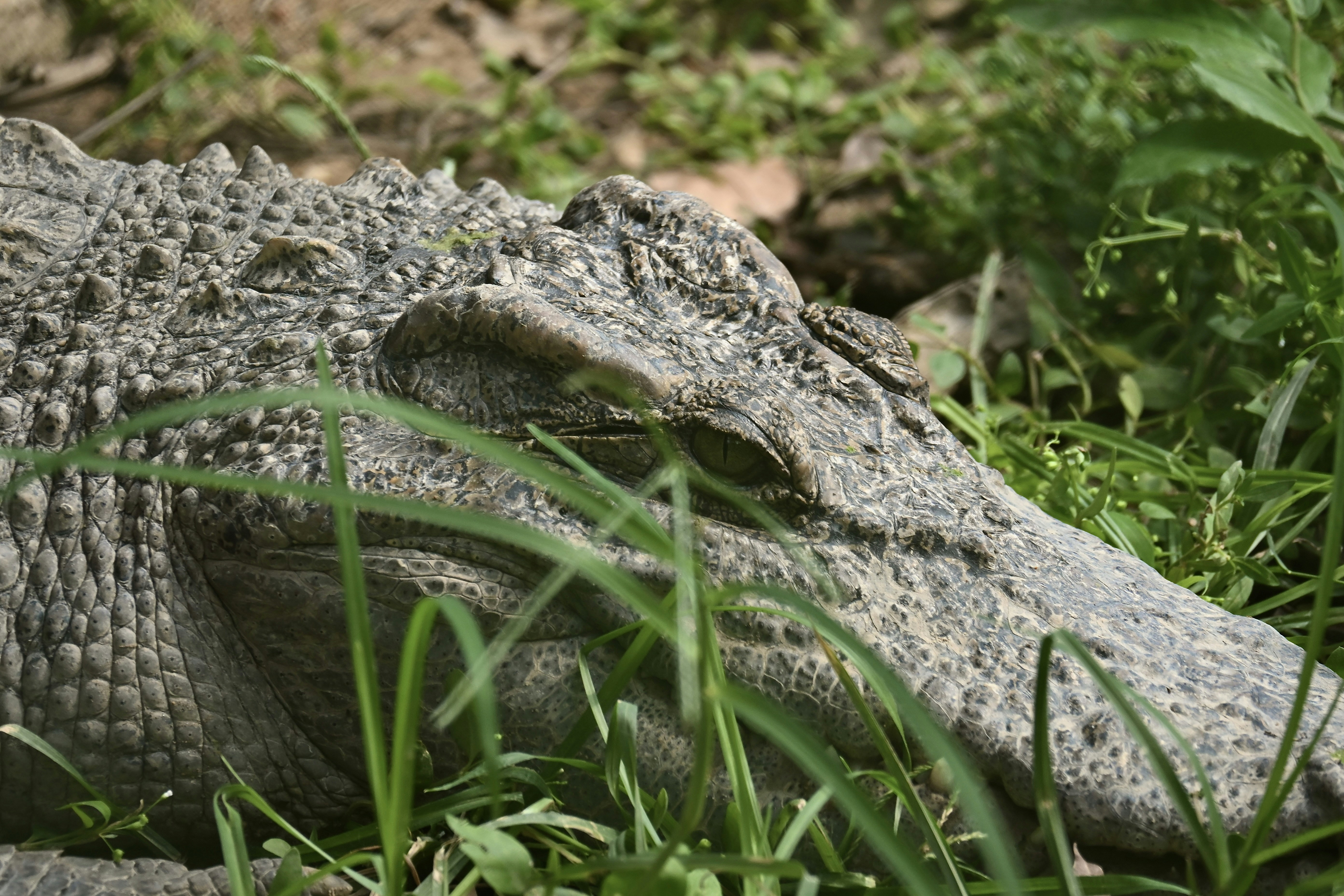 Crocodile Camouflage: Sleepy Eye Hidden in Grasses
