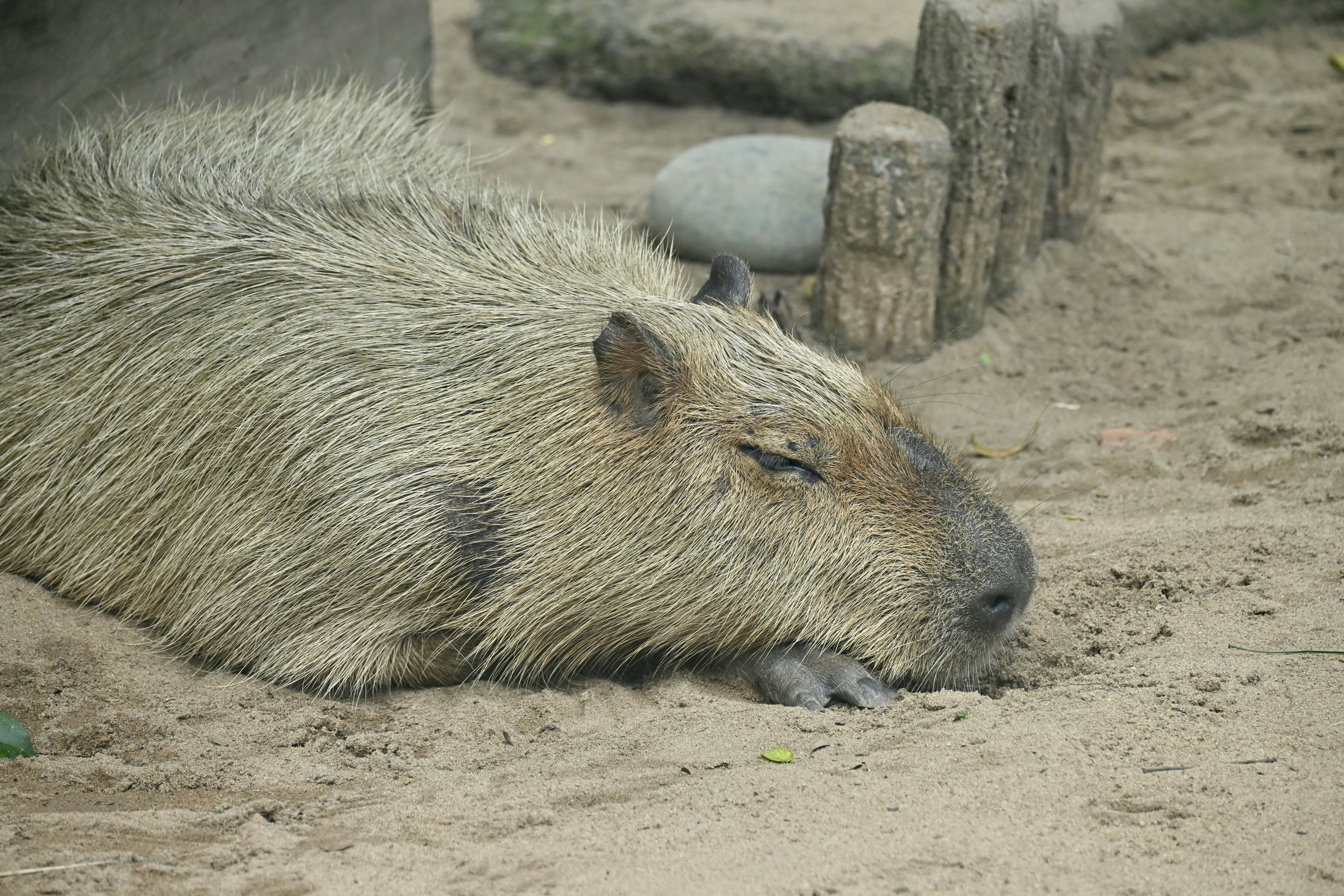 Dormant in the Sand: A Capybara’s Quiet Rest by Wooden Posts