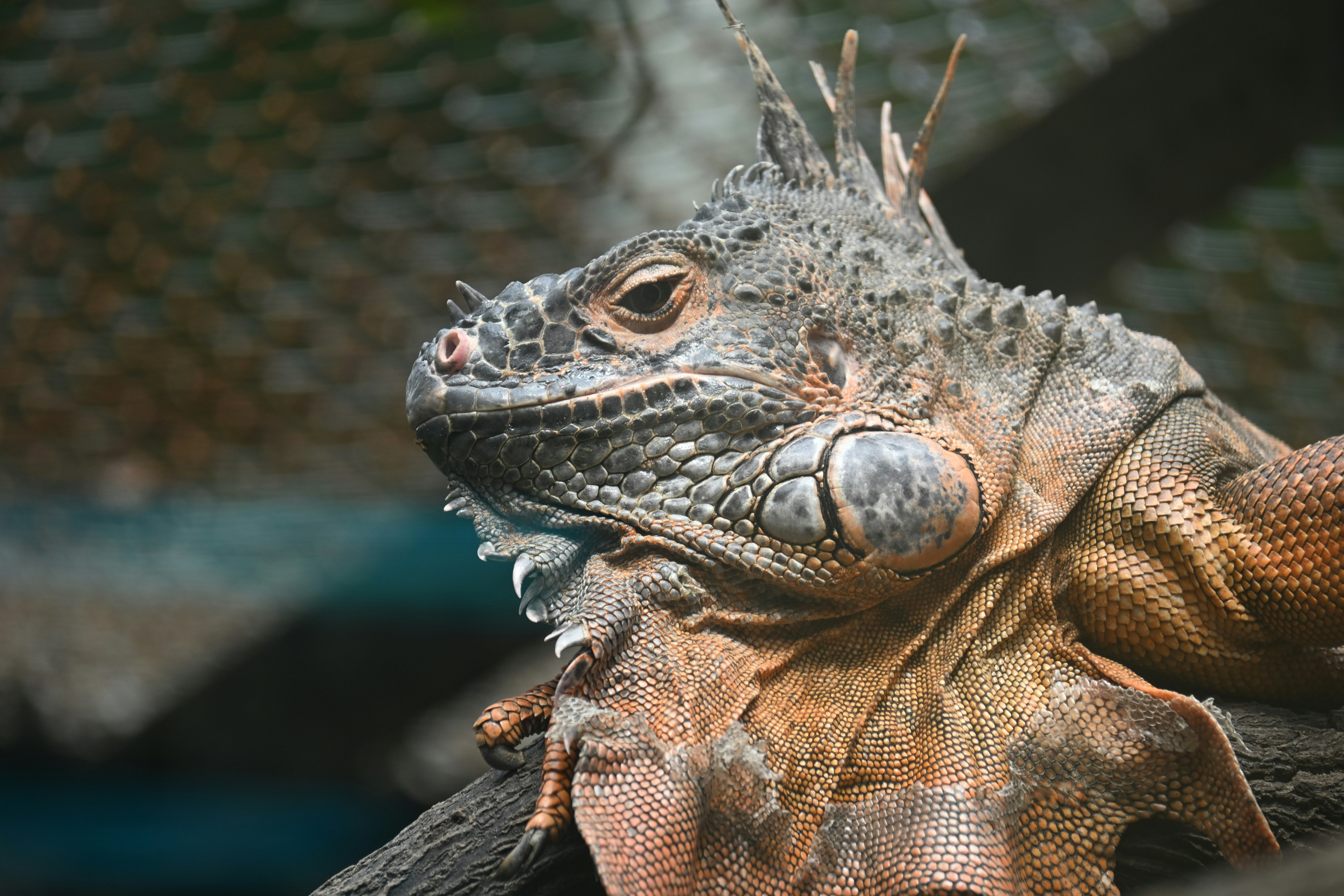 Close-up of a textured iguana in a controlled enclosure, highlighting rugged scales and a calm, watchful gaze.