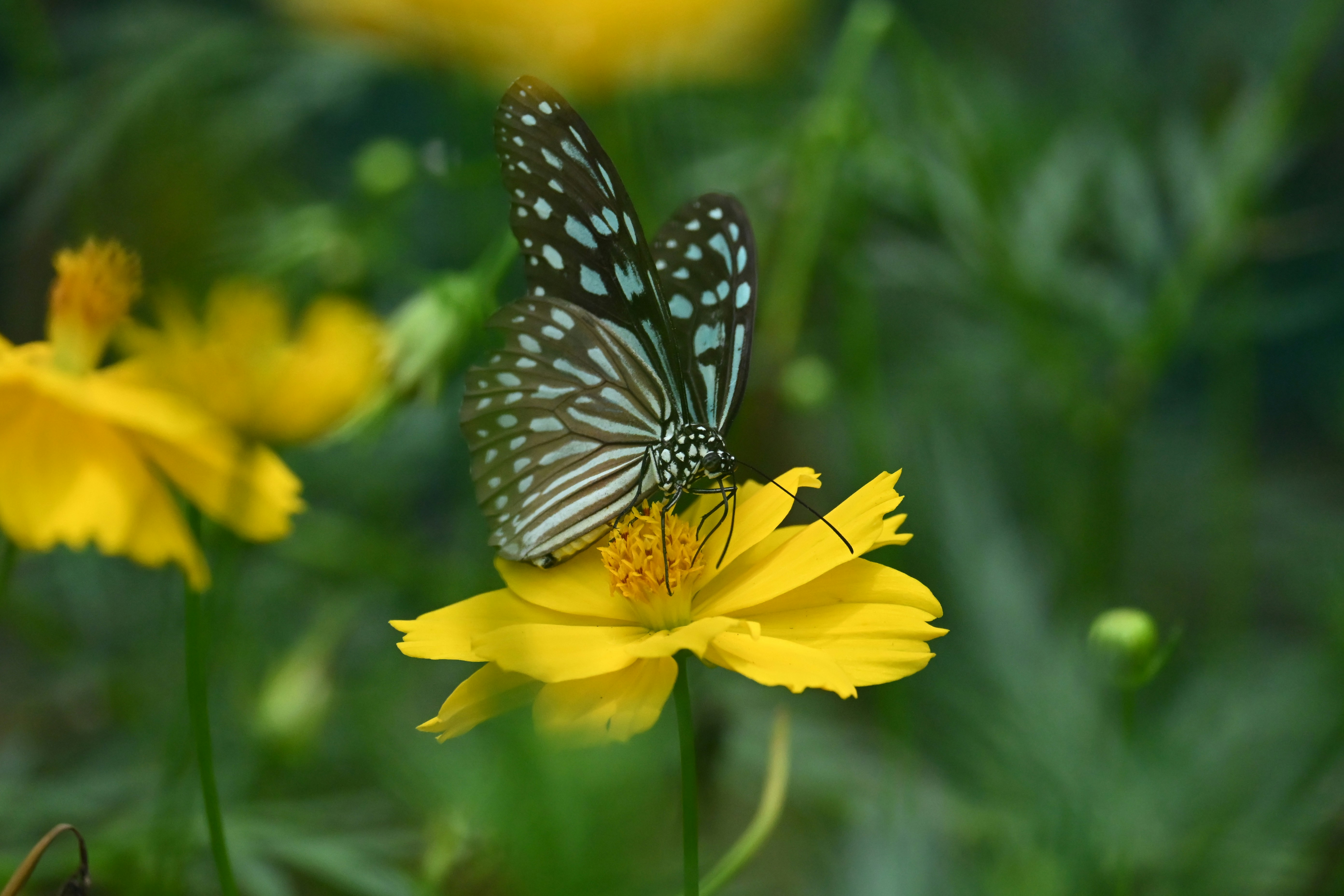Butterfly Communion: A Blue Tiger Resting on a Bright Yellow Bloom