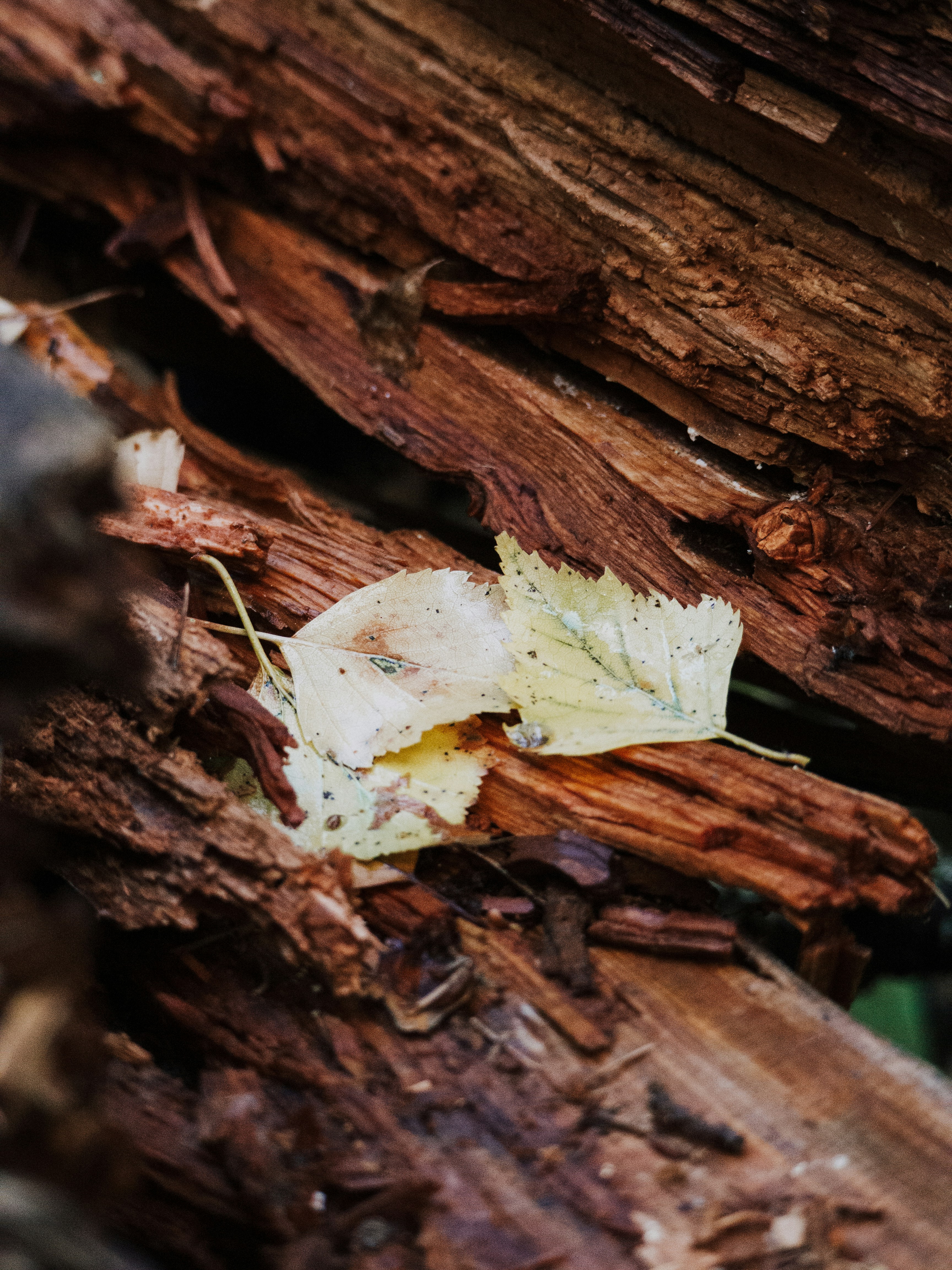 Autumn Leaf Nestled in Weathered Wood