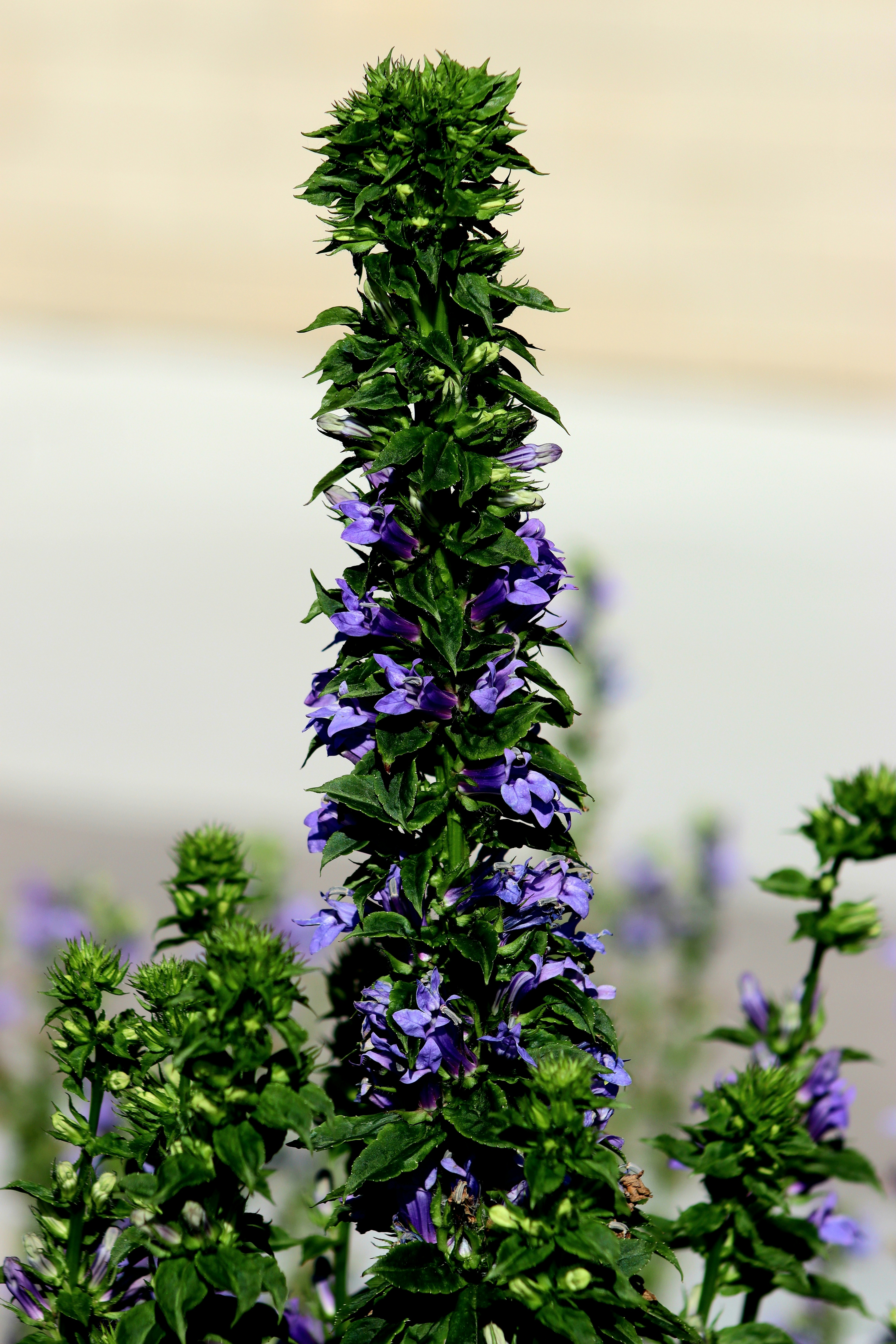 Lilac Spike in Soft Focus—Vertical Bloom Against Neutral Background