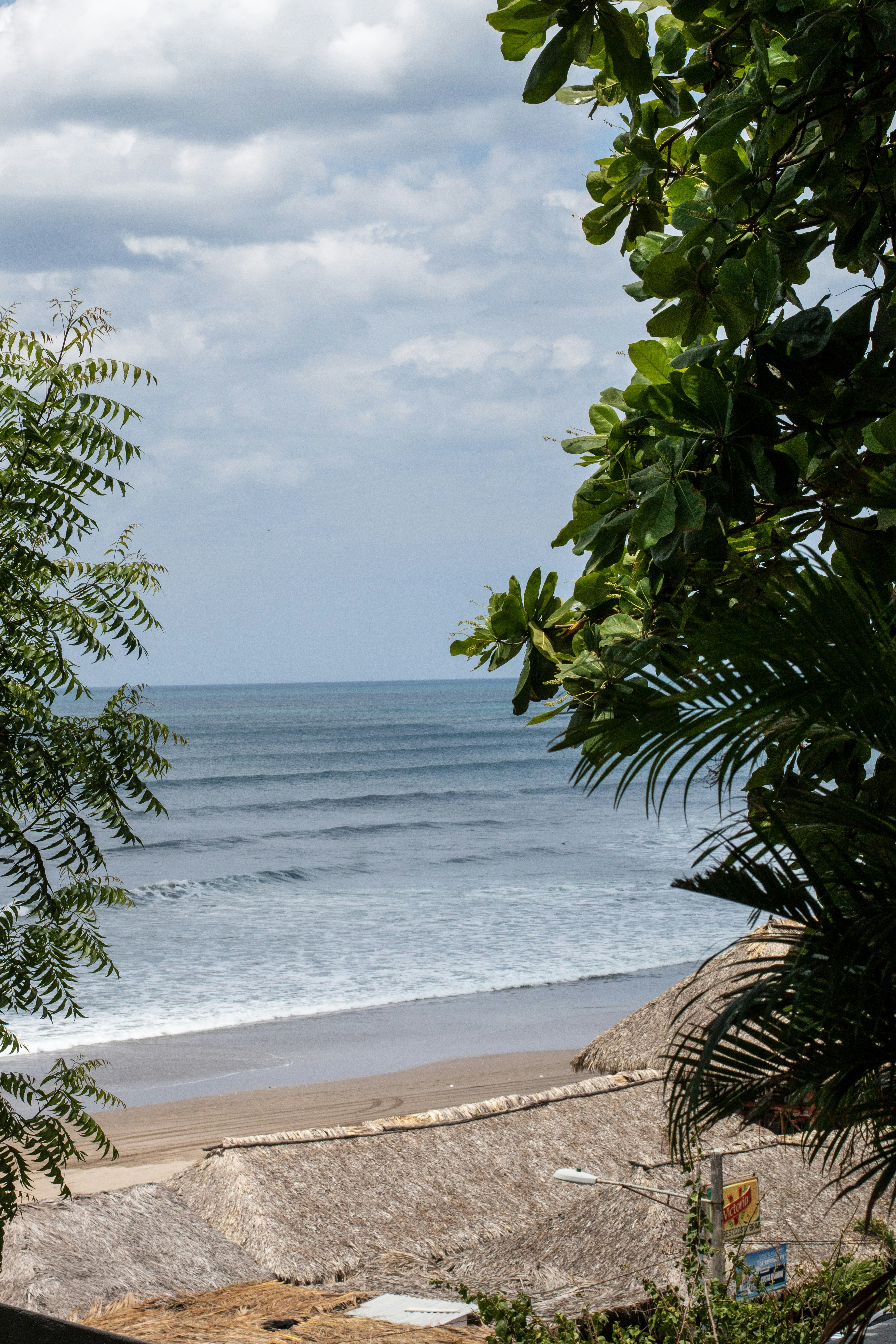 Sea Horizon Framed by Tropical Canopy