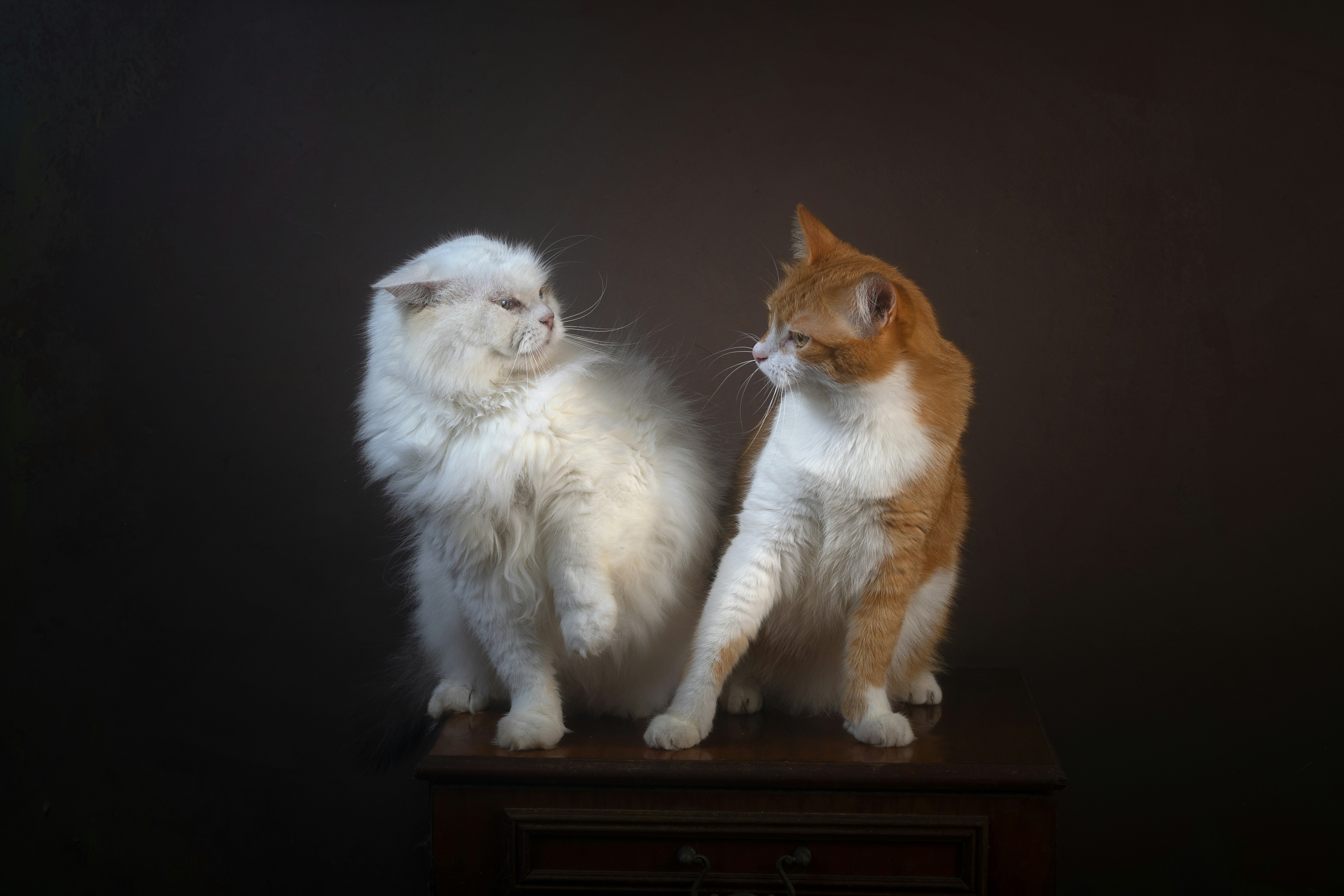 Curious Companions: White and Ginger Cats on a Velvet Stand