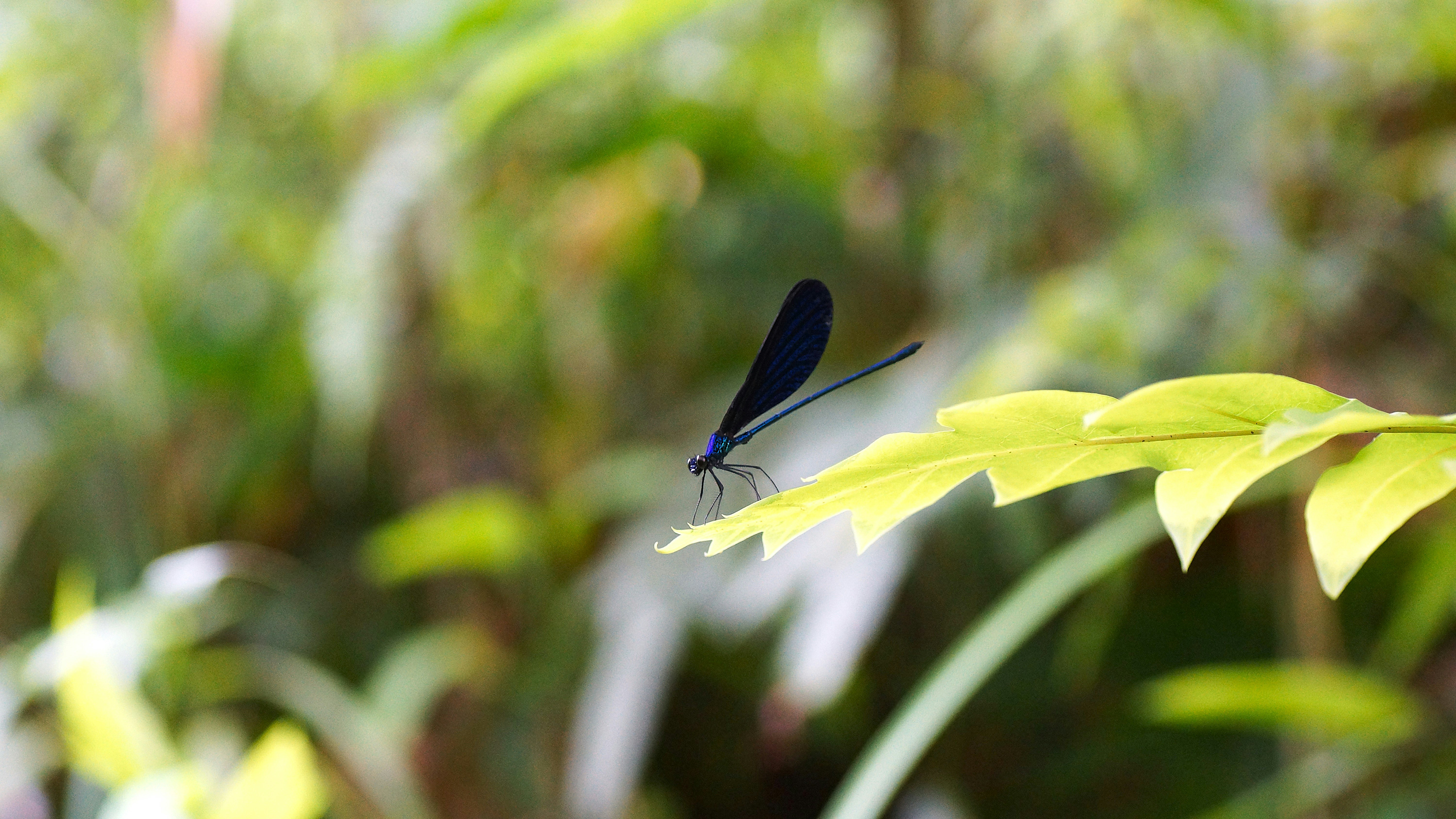 A Blue Damsel Perches on a Lime Leaf