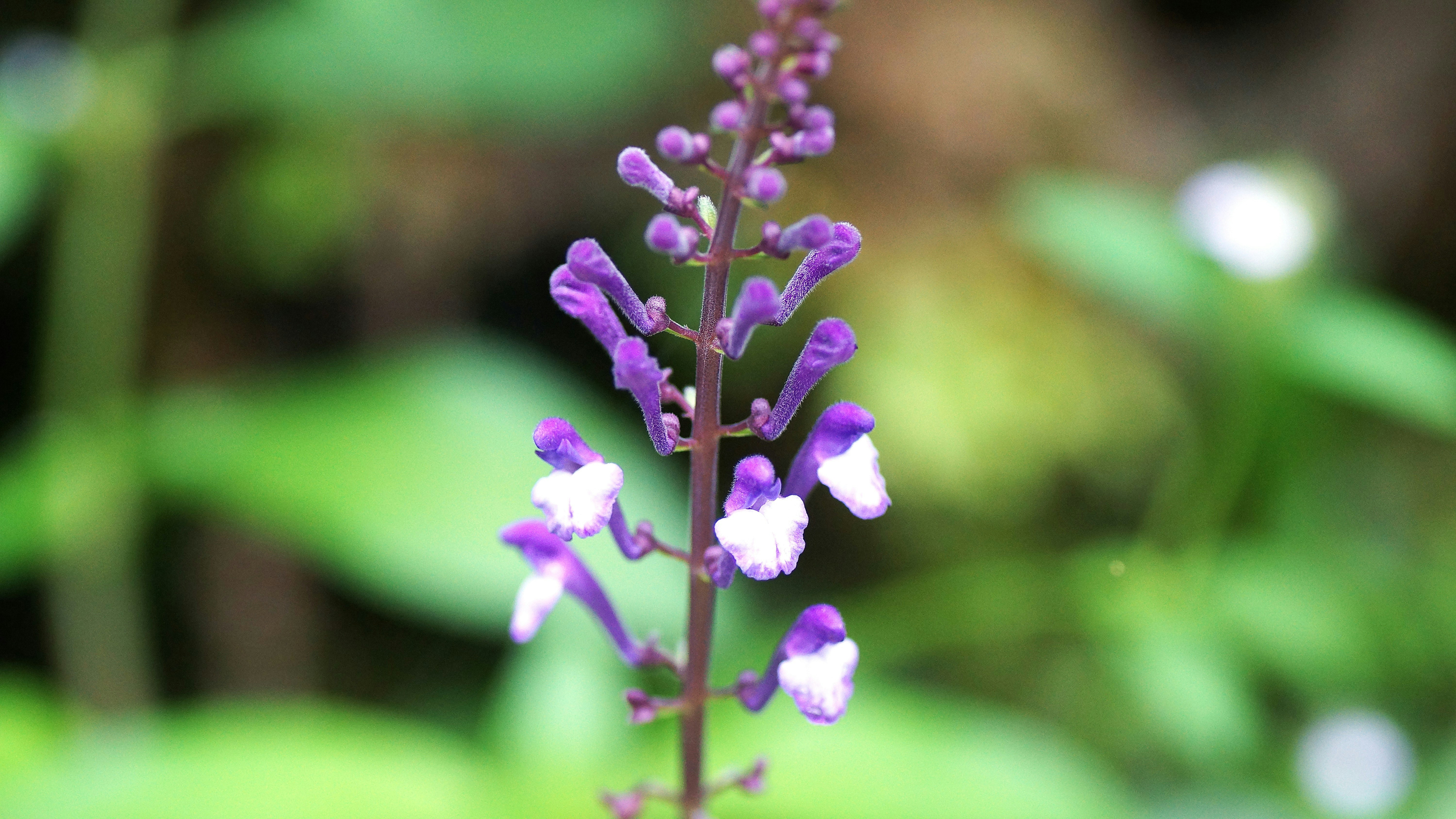 Purple-tipped Flower Spike Reaching Toward Soft Focus Greens