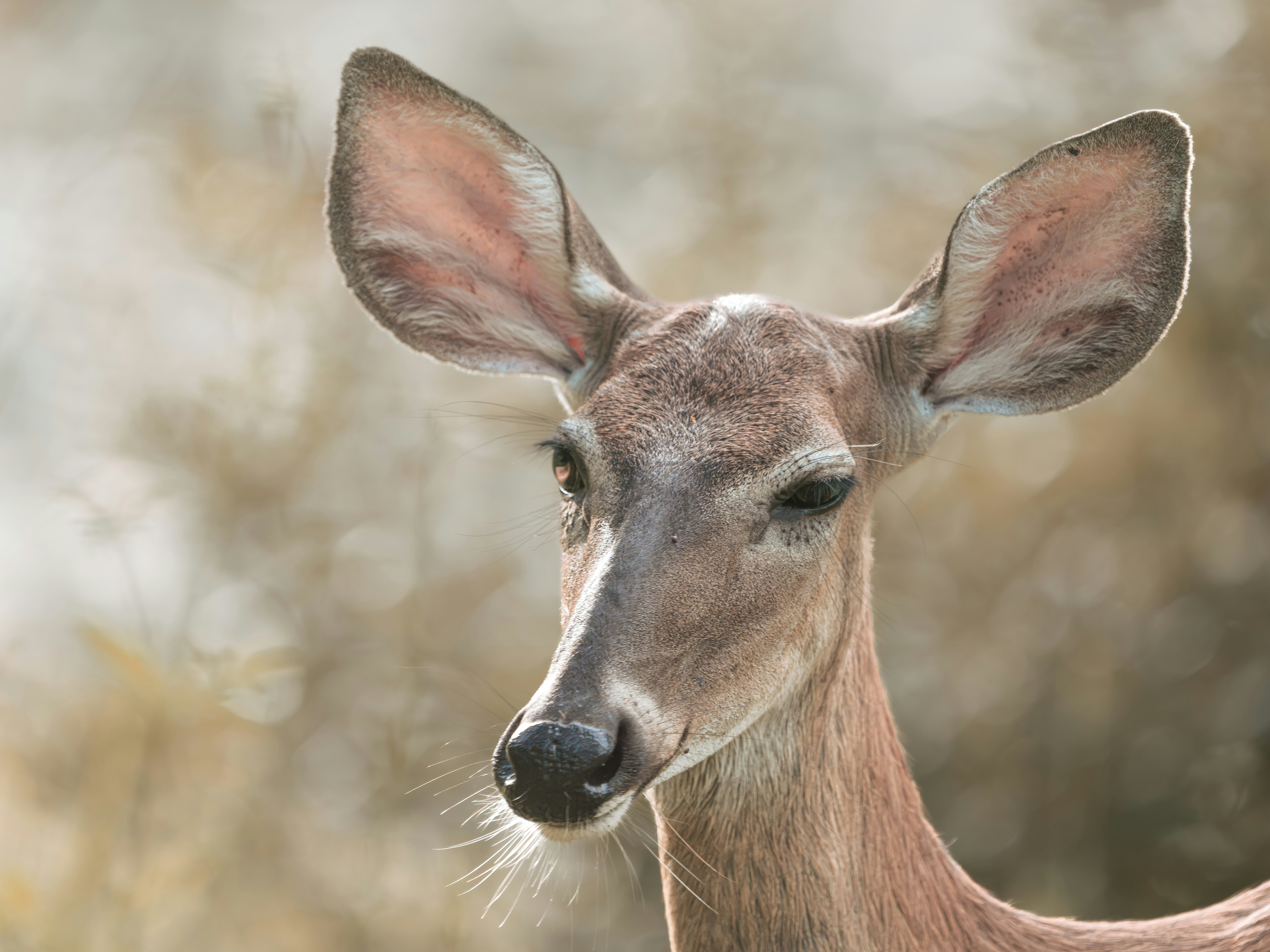 Deer Portrait: attentive ears and curious gaze in soft backlit woodland