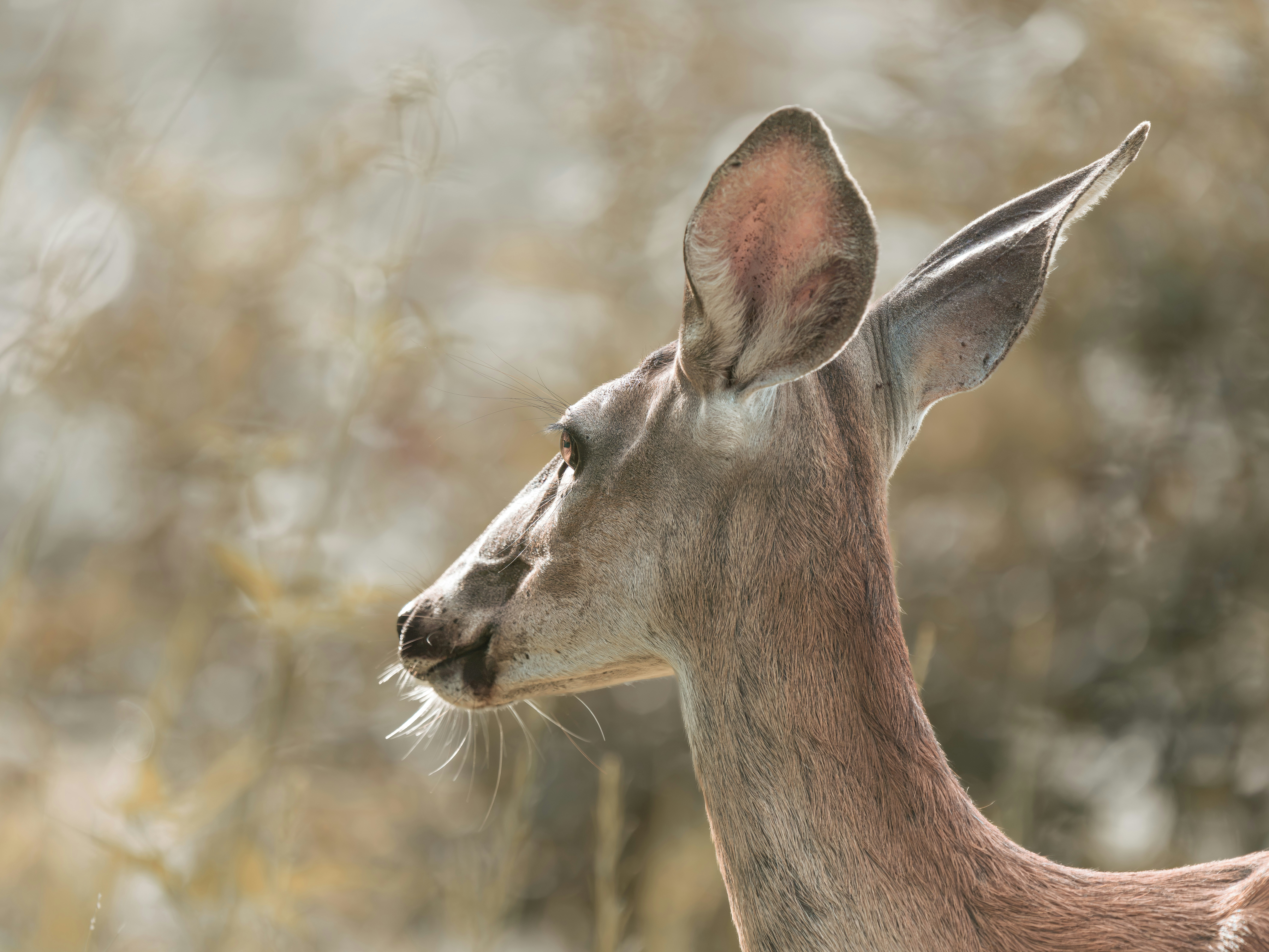 Profile of a Quiet Deer: Sunlit Whispers in a Golden Field