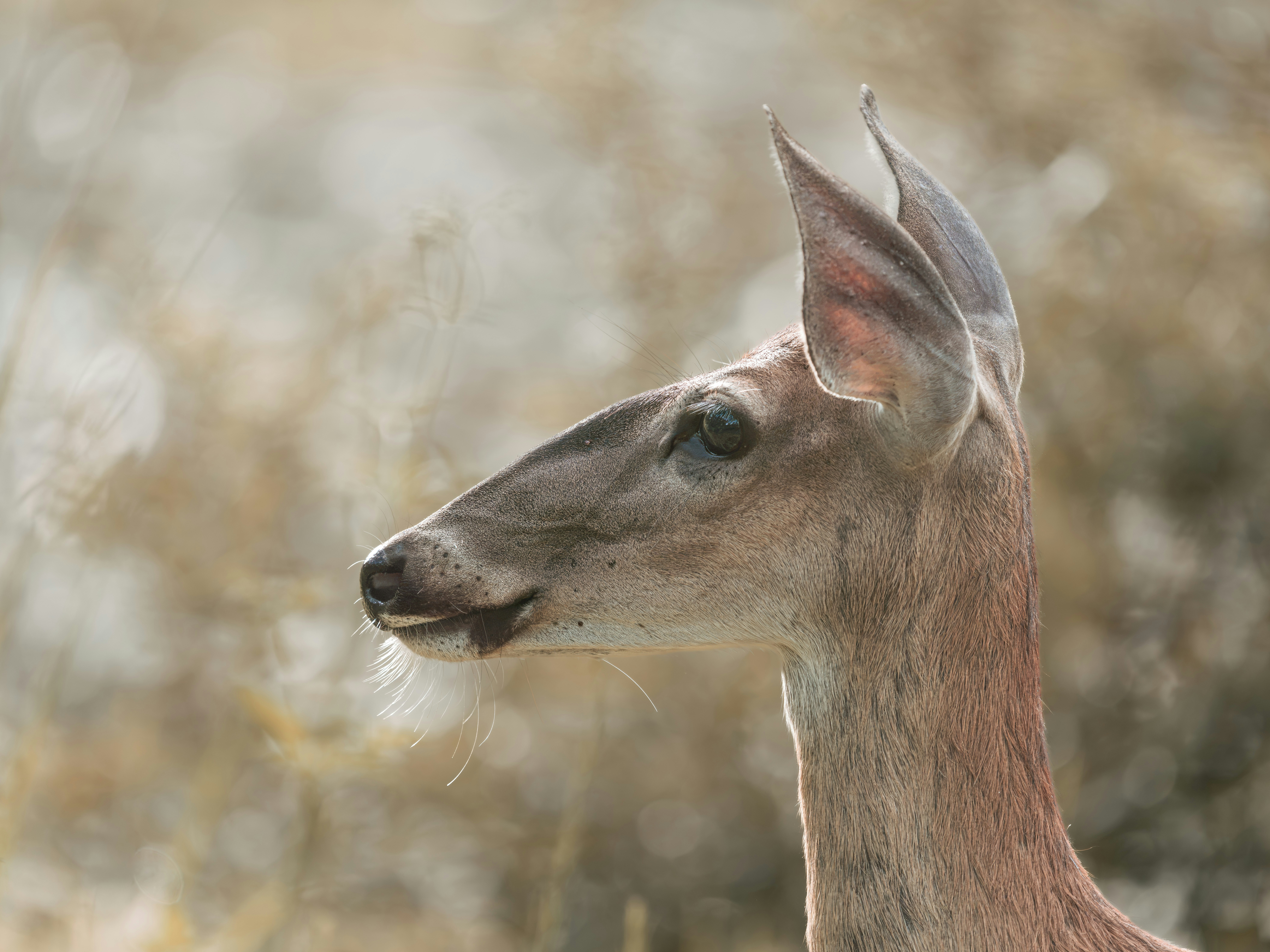 Graceful Gaze: the Antelope's Quiet Profile
