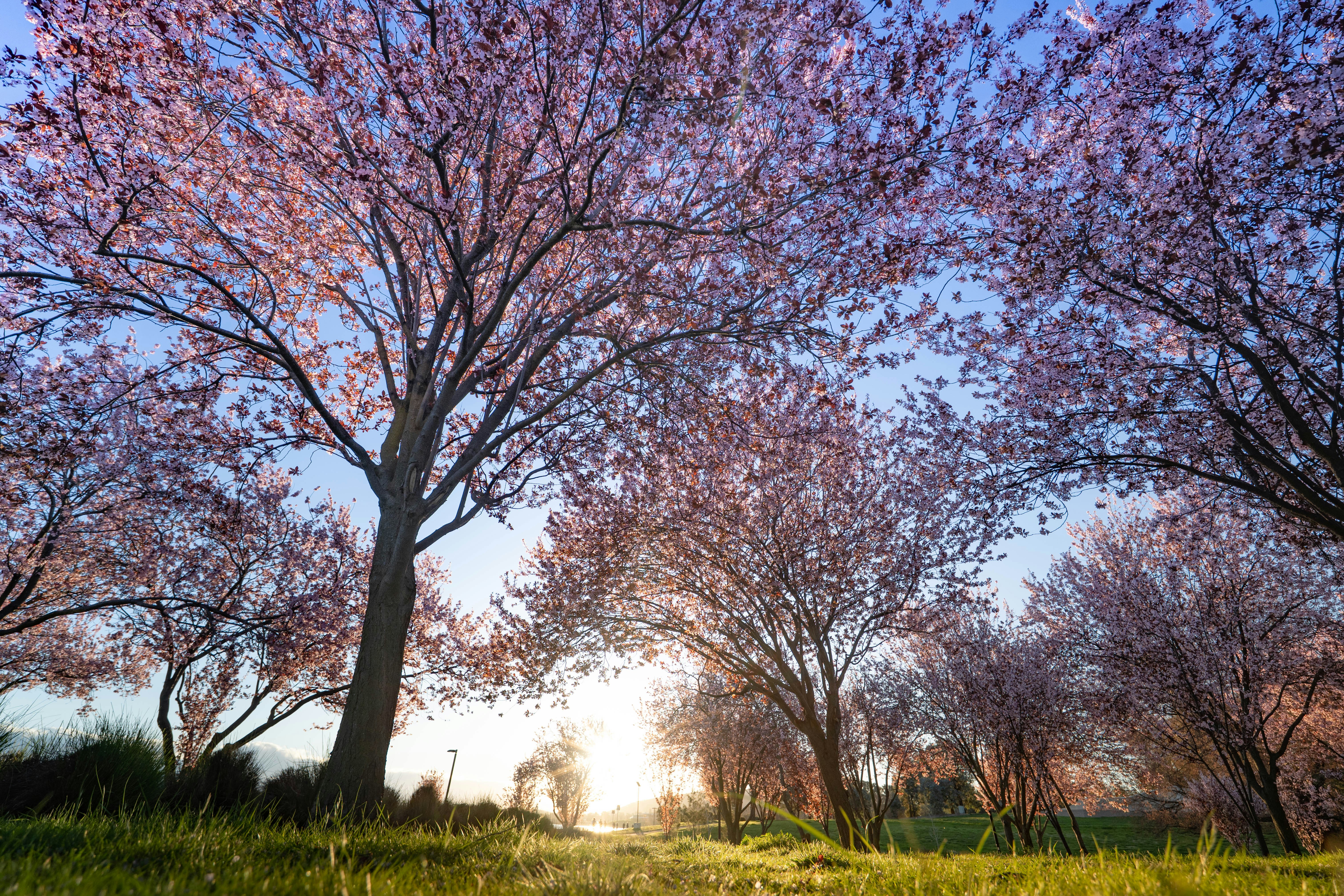 Blossom Avenue at Dusk: A Gentle Orchard of Light
