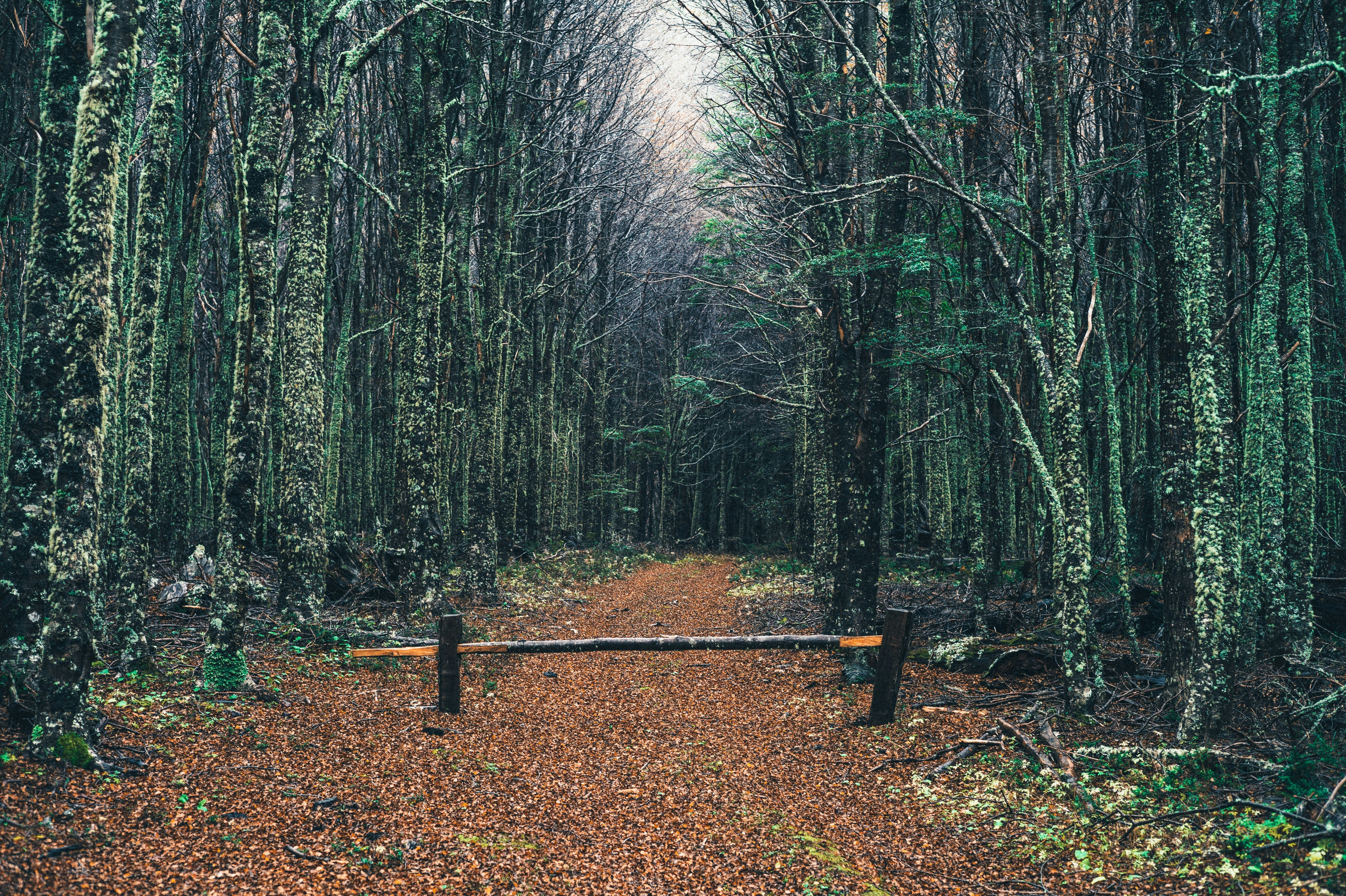 Forest Gate: A Leaf-Litter Path into Echoes of Autumn