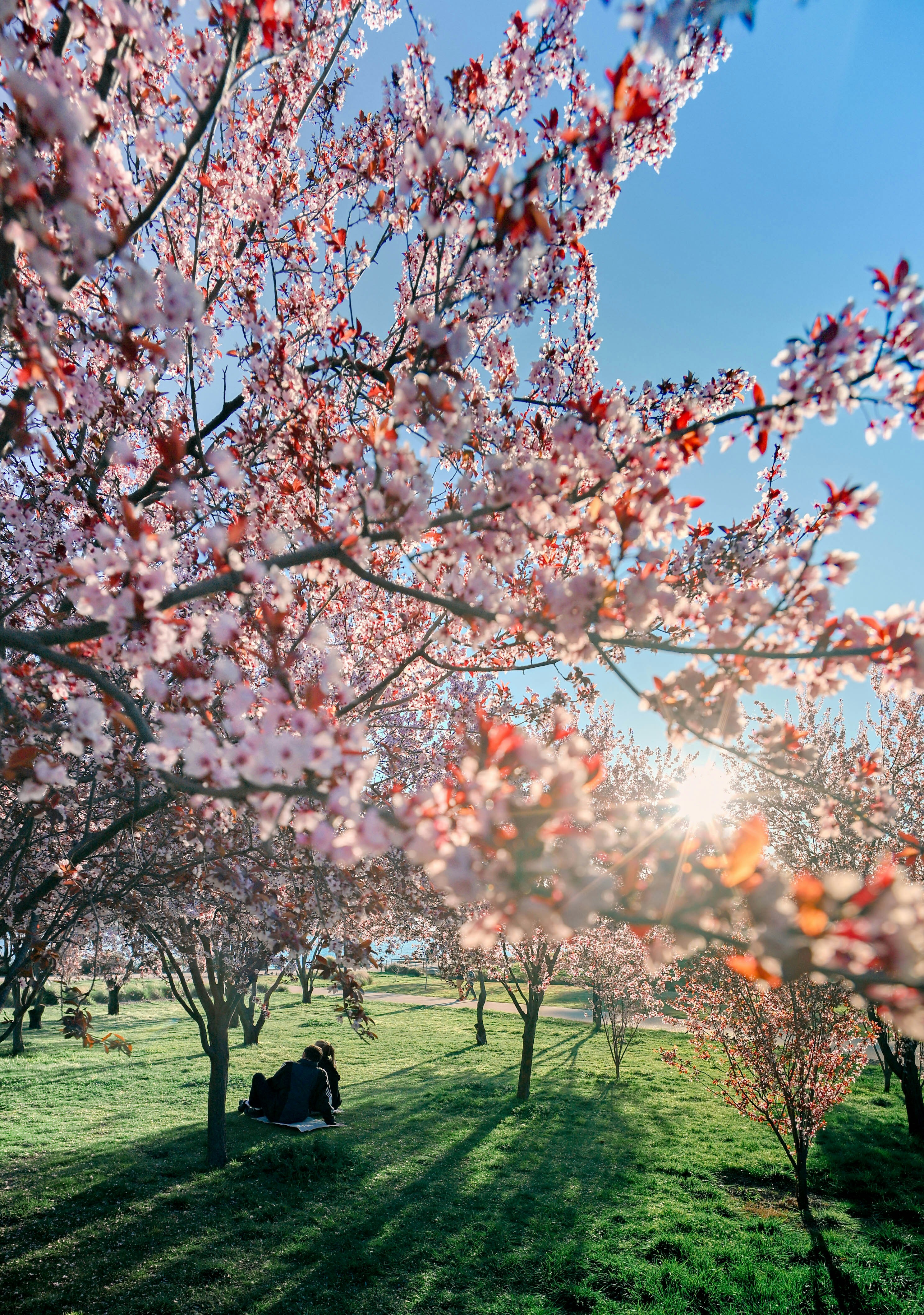 Sunlit Orchard Kissed by Spring Blossoms