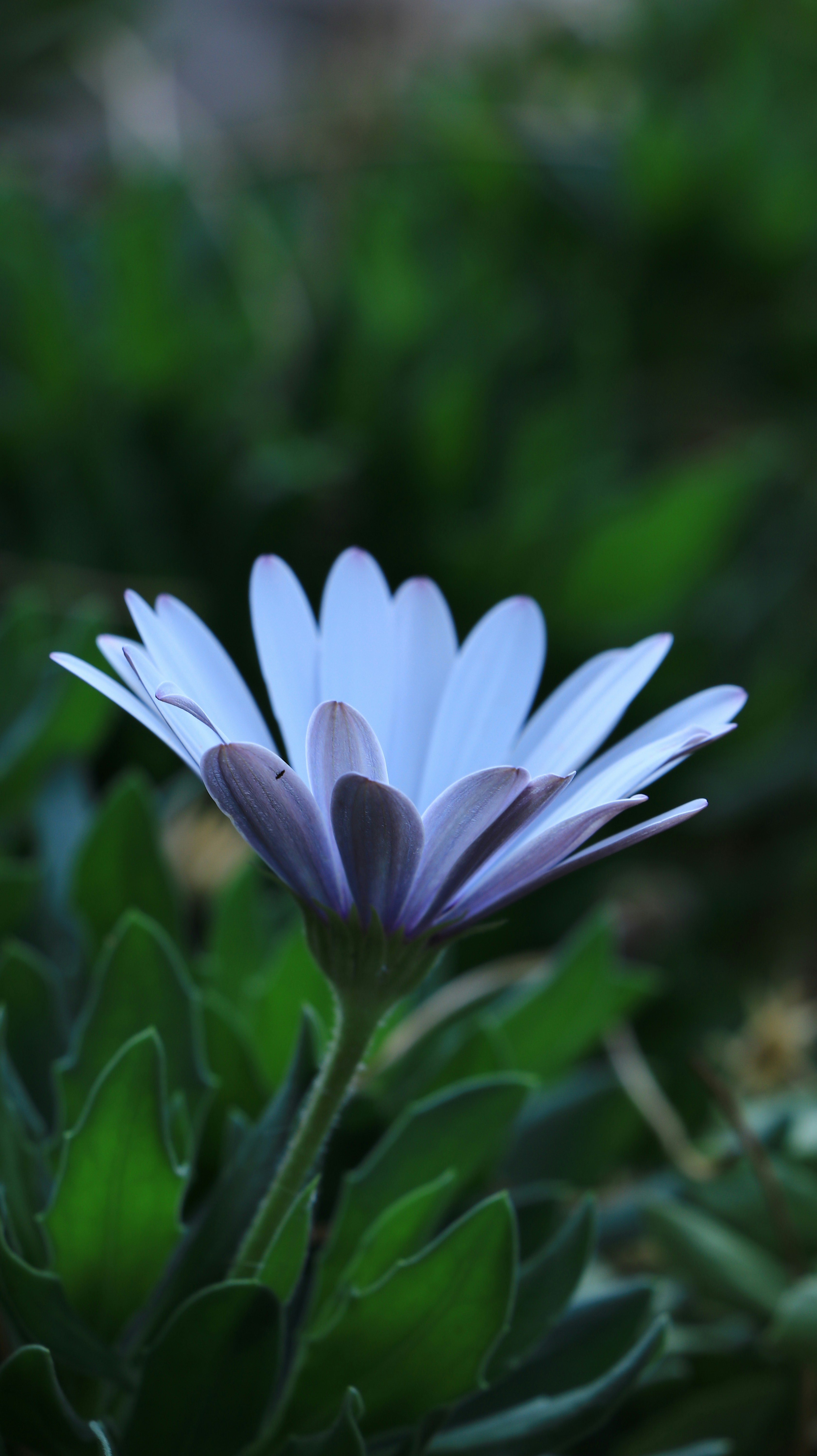 Vibrant purple-tinted daisy-like flower rises from lush green foliage with a shallow depth of field.