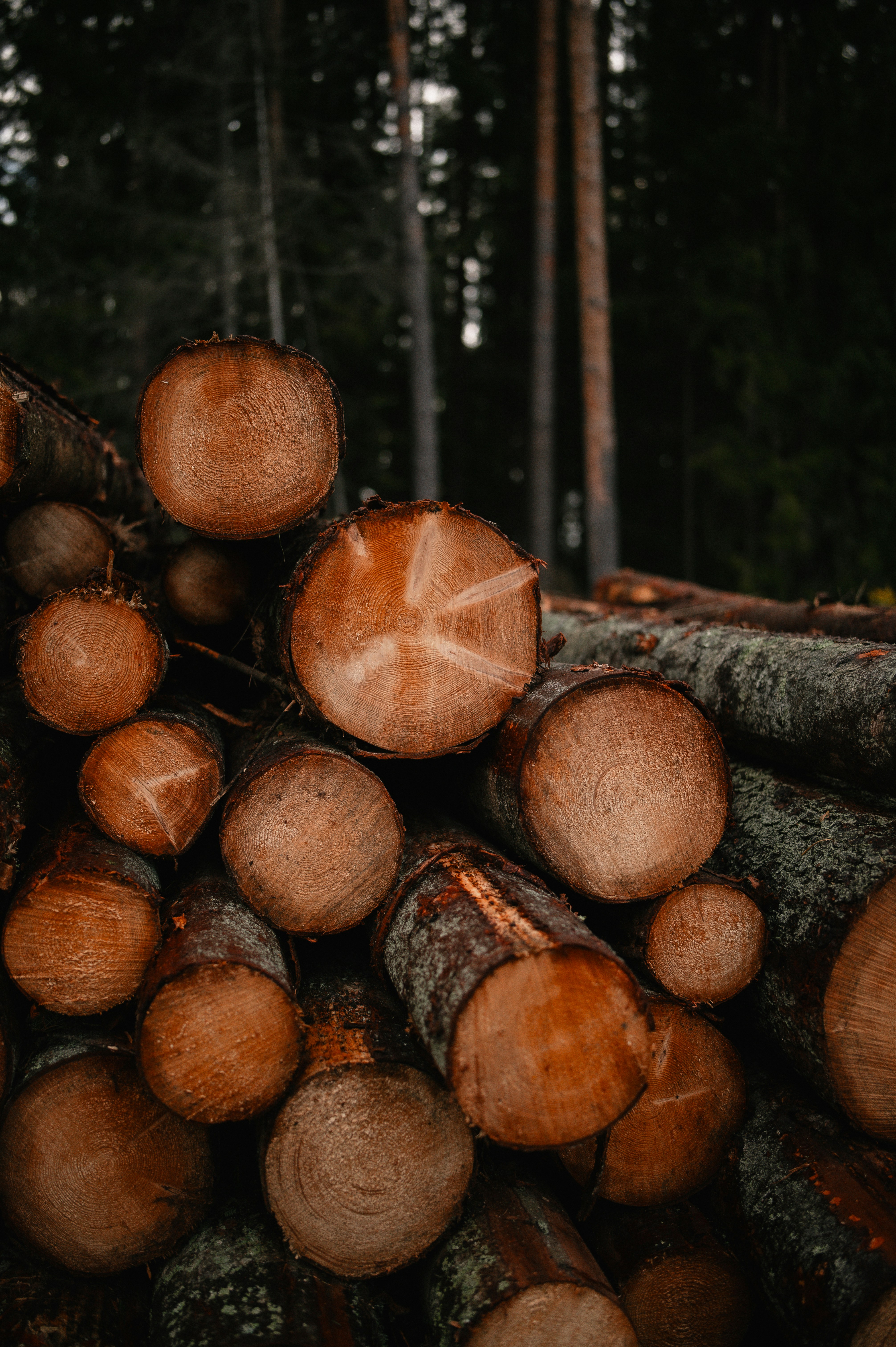 Stacked Timber: Cross-Section Echoes of the Forest
