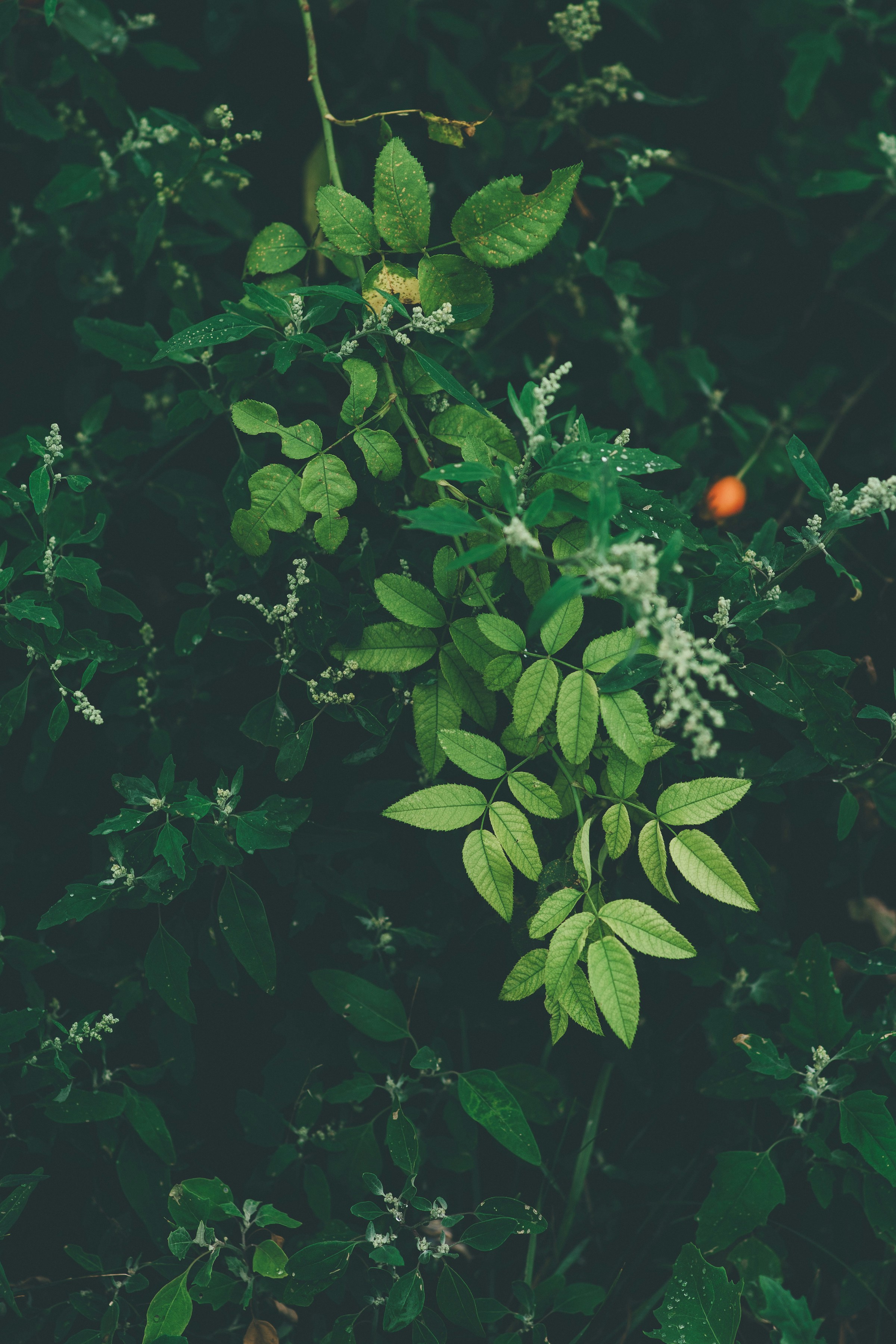 Verdant Veil: Sunlit Leaves and Tiny Blossoms in Quiet Foliage