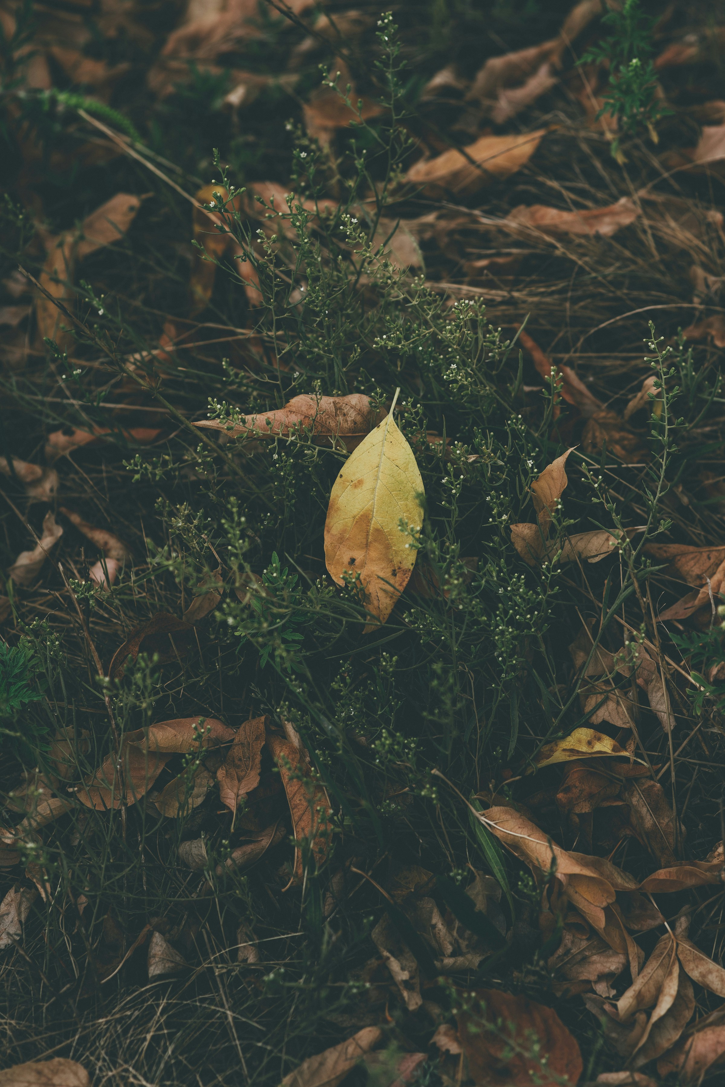 Autumn Leaf in the Quiet Underbrush