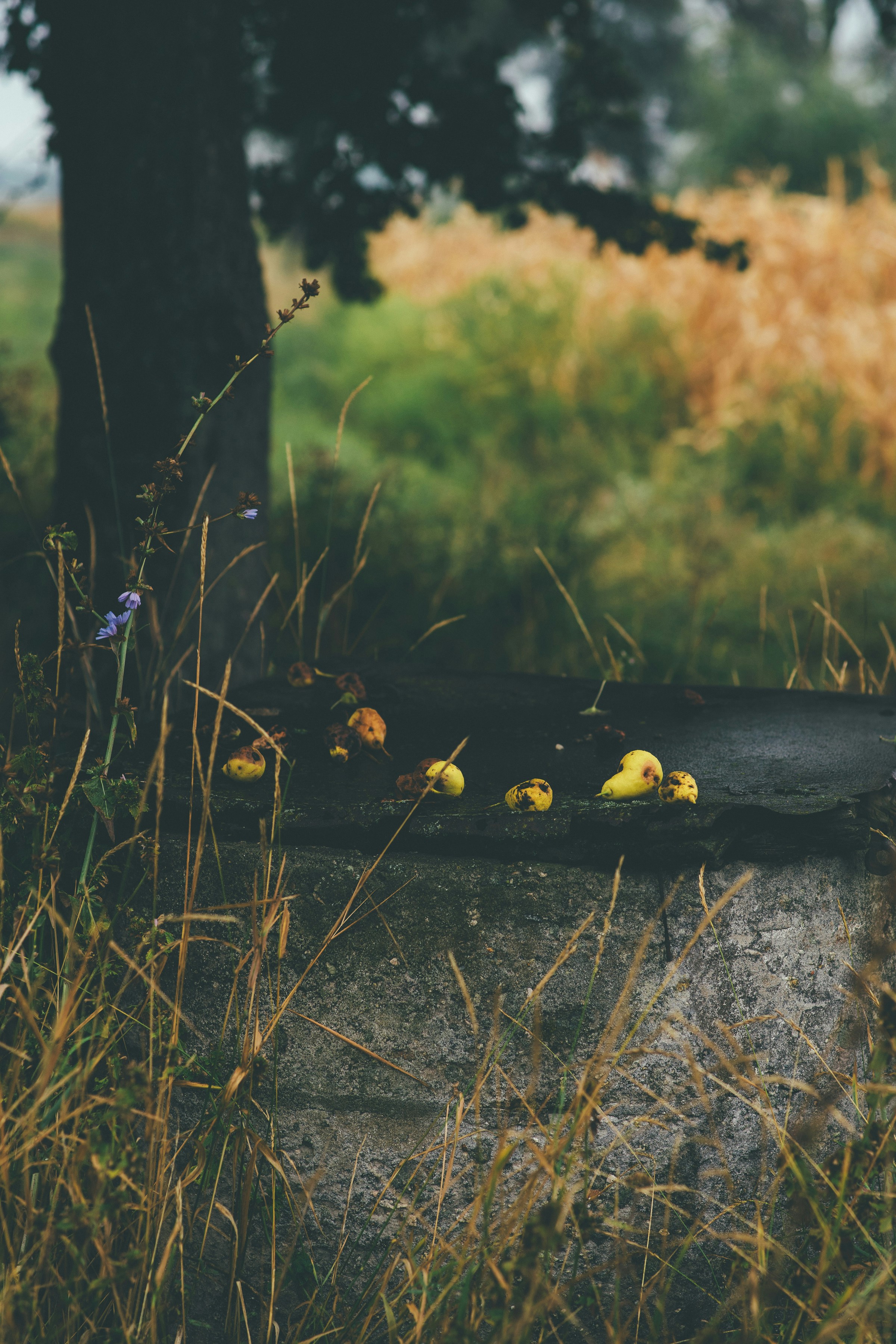 Fallen Fruit and Quiet Field