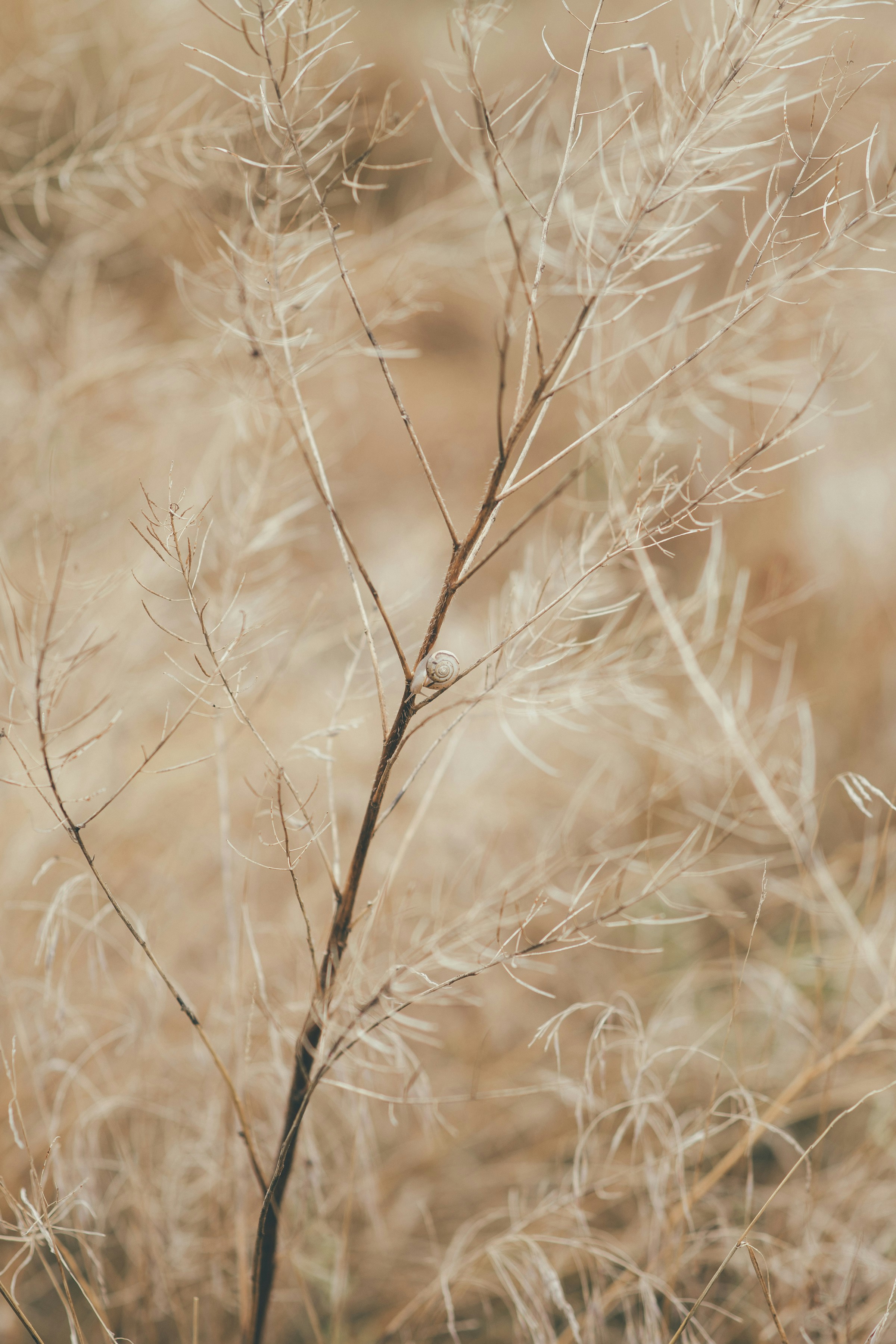 Soft-focus field of beige dry grass with a delicate water droplet perched on a slender stem. Minimal foreground detail and warm tones emphasize texture and atmosphere.