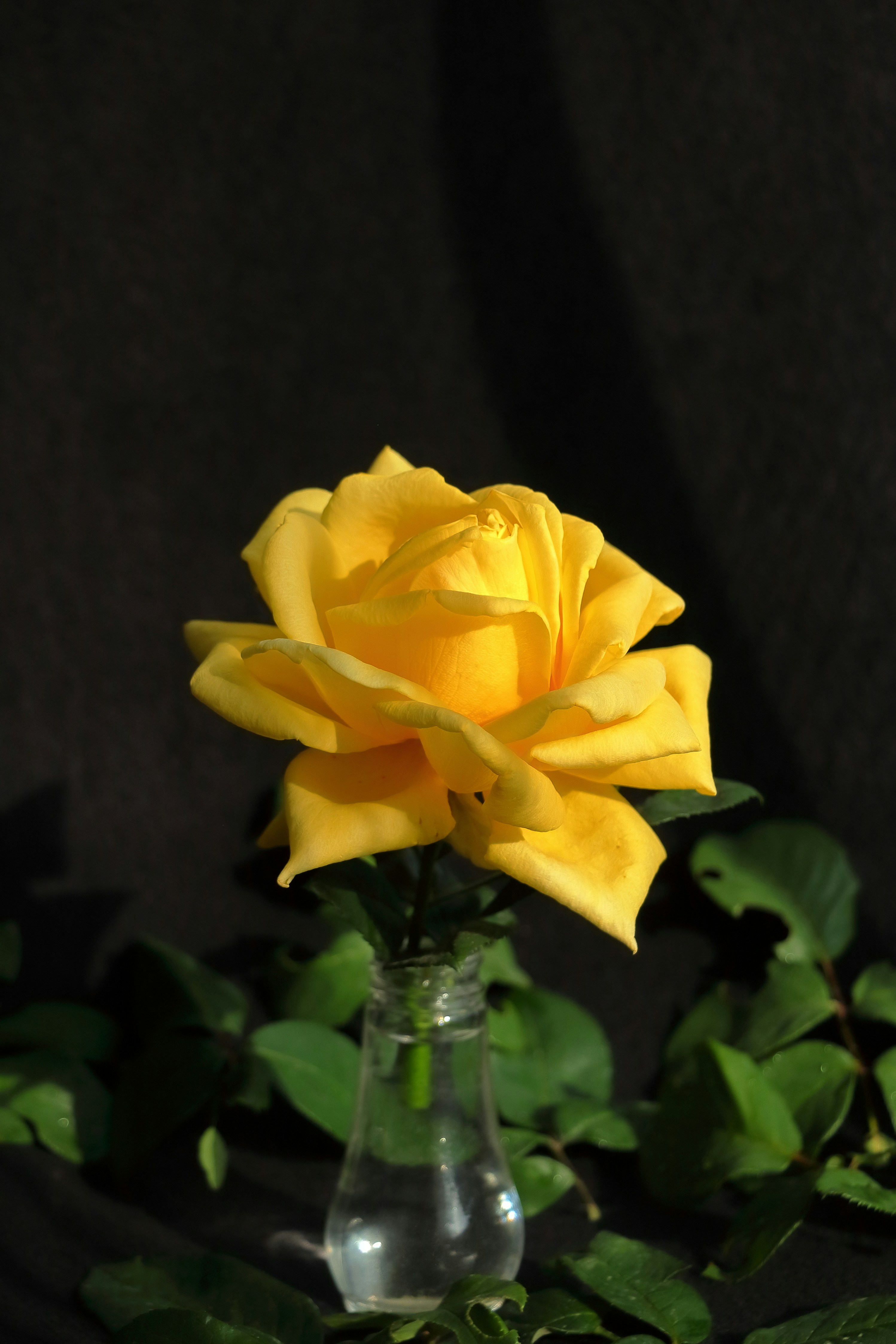 Yellow Rose in a Glass Vessel: Spotlight on Delicate Petals