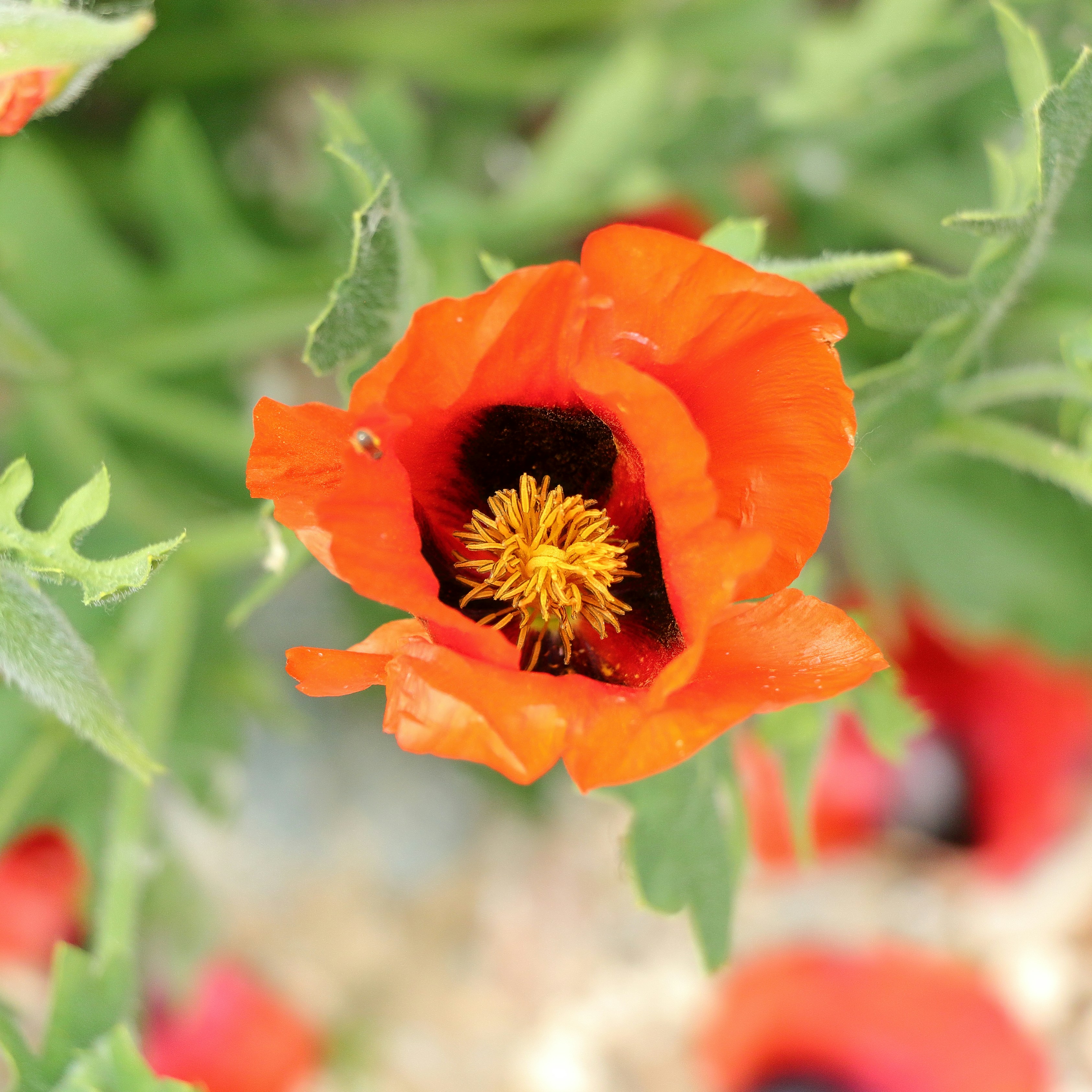 Crimson Bloom: A Orange Poppy with Velvet Dark Center