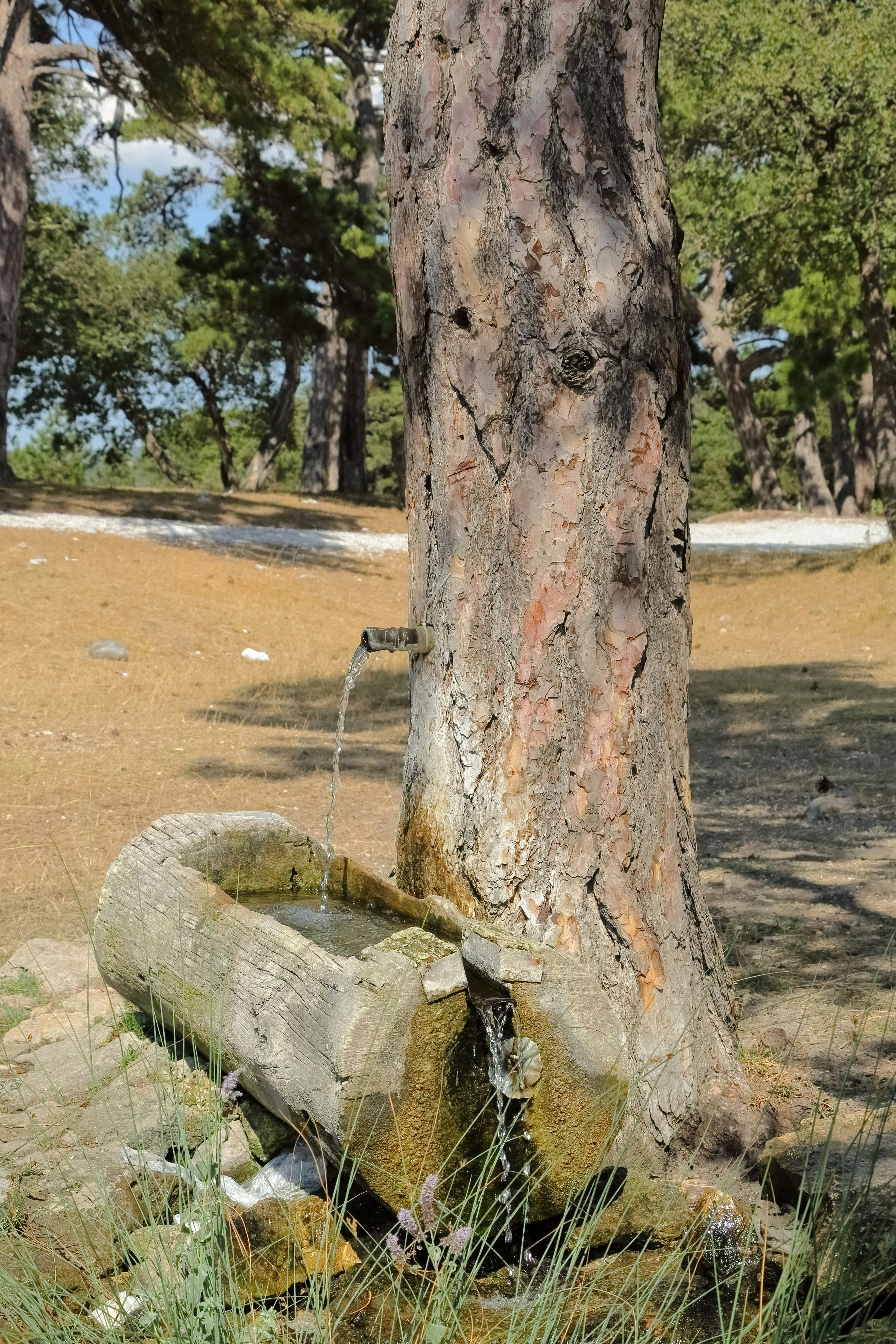 Stone Channel: A Quiet Cascade Beneath the Pine