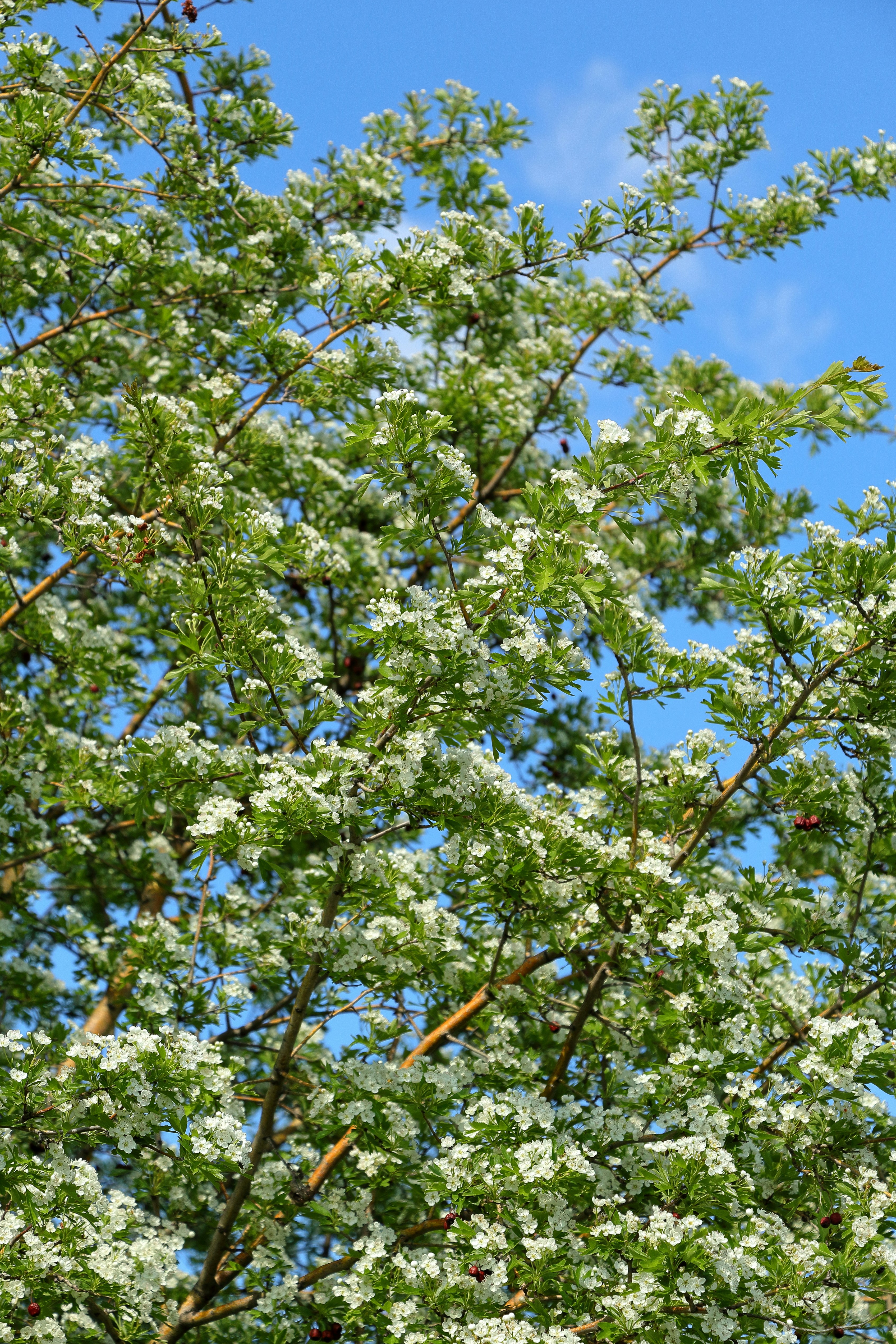 Snowy blossoms Against a Bright Sky