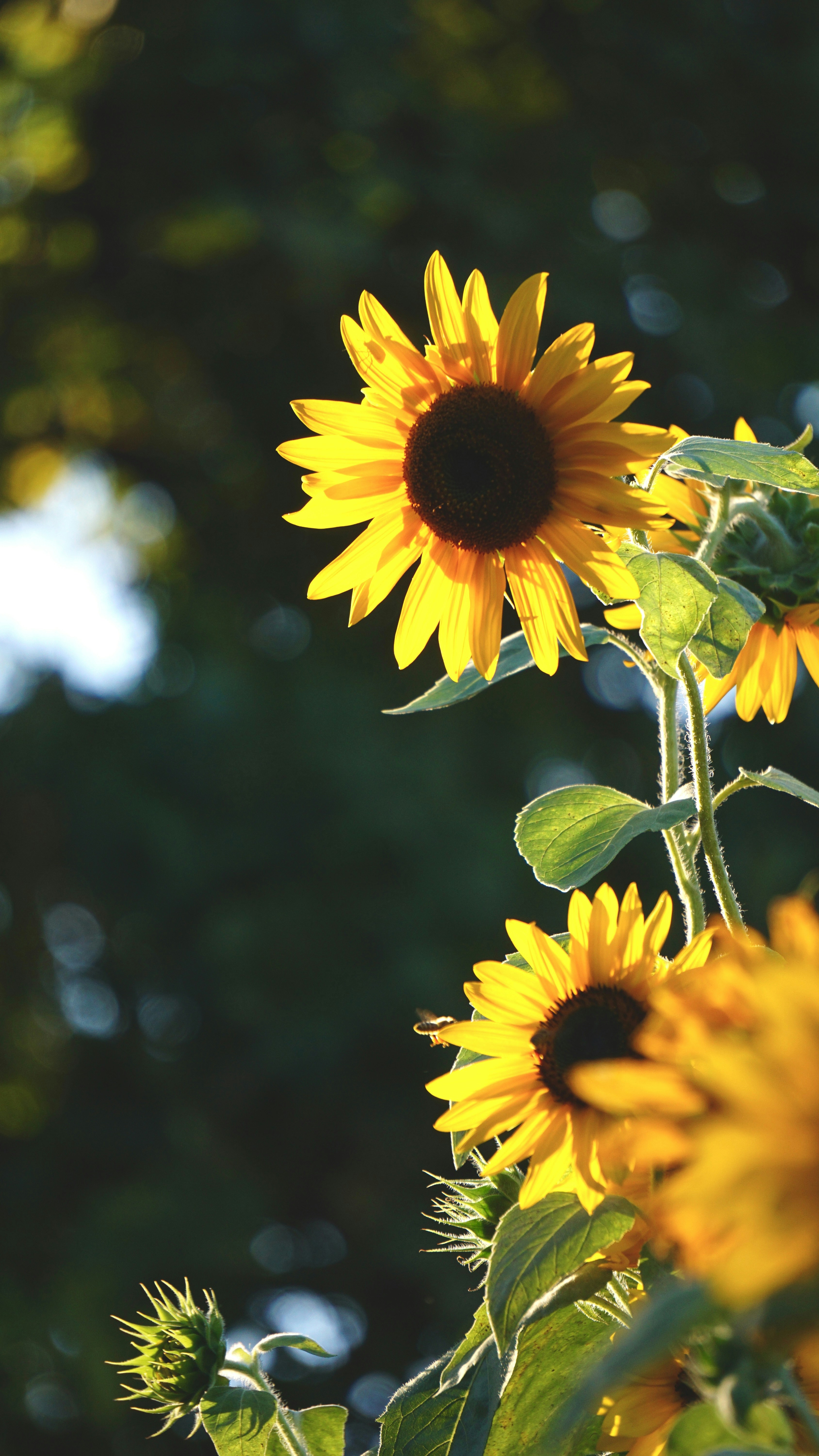 Sunlit Helianthus: A Tall Bloom Reaching for the Sky
