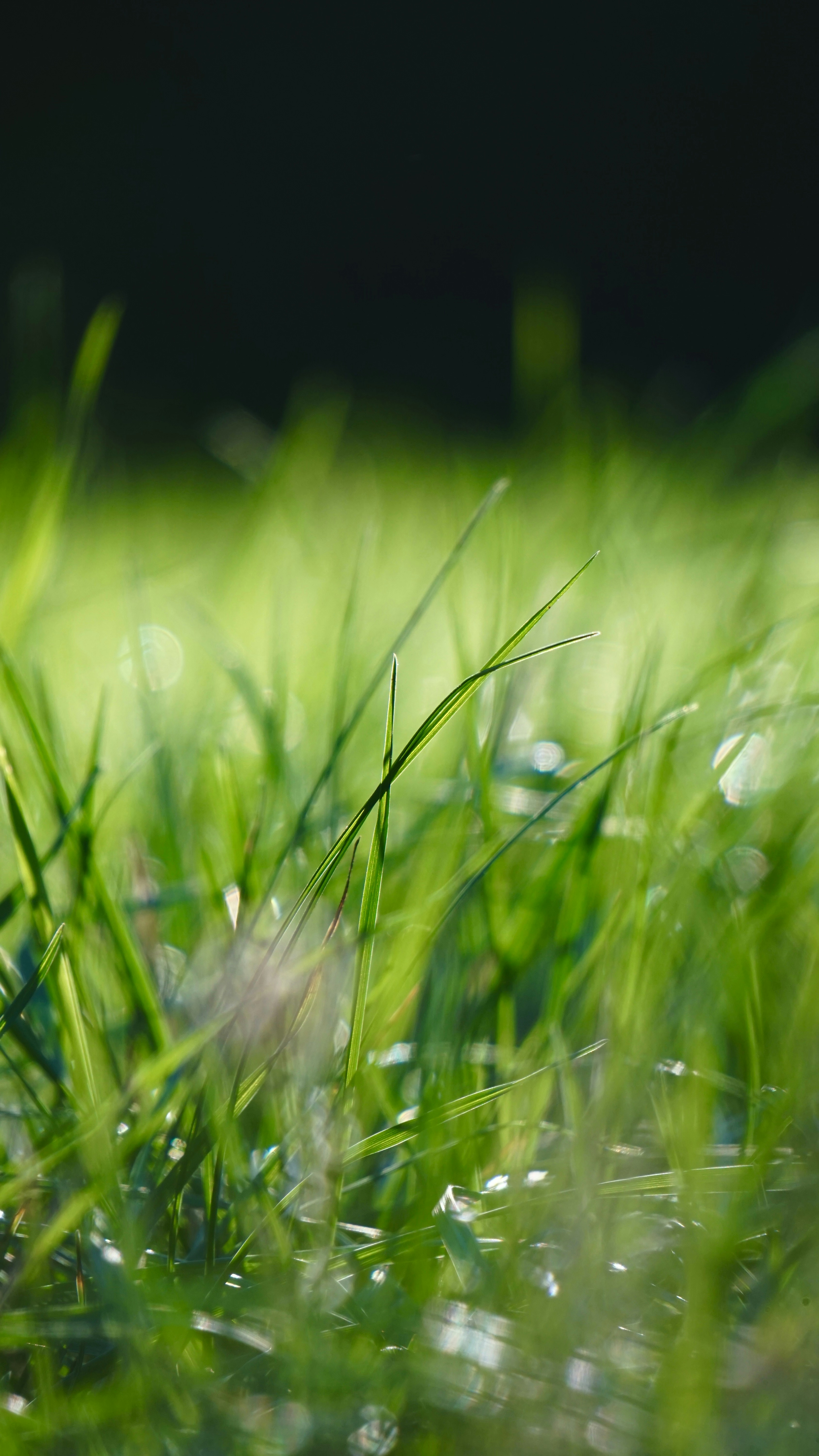 Emerald Veil: Morning Dew on Grass Blades