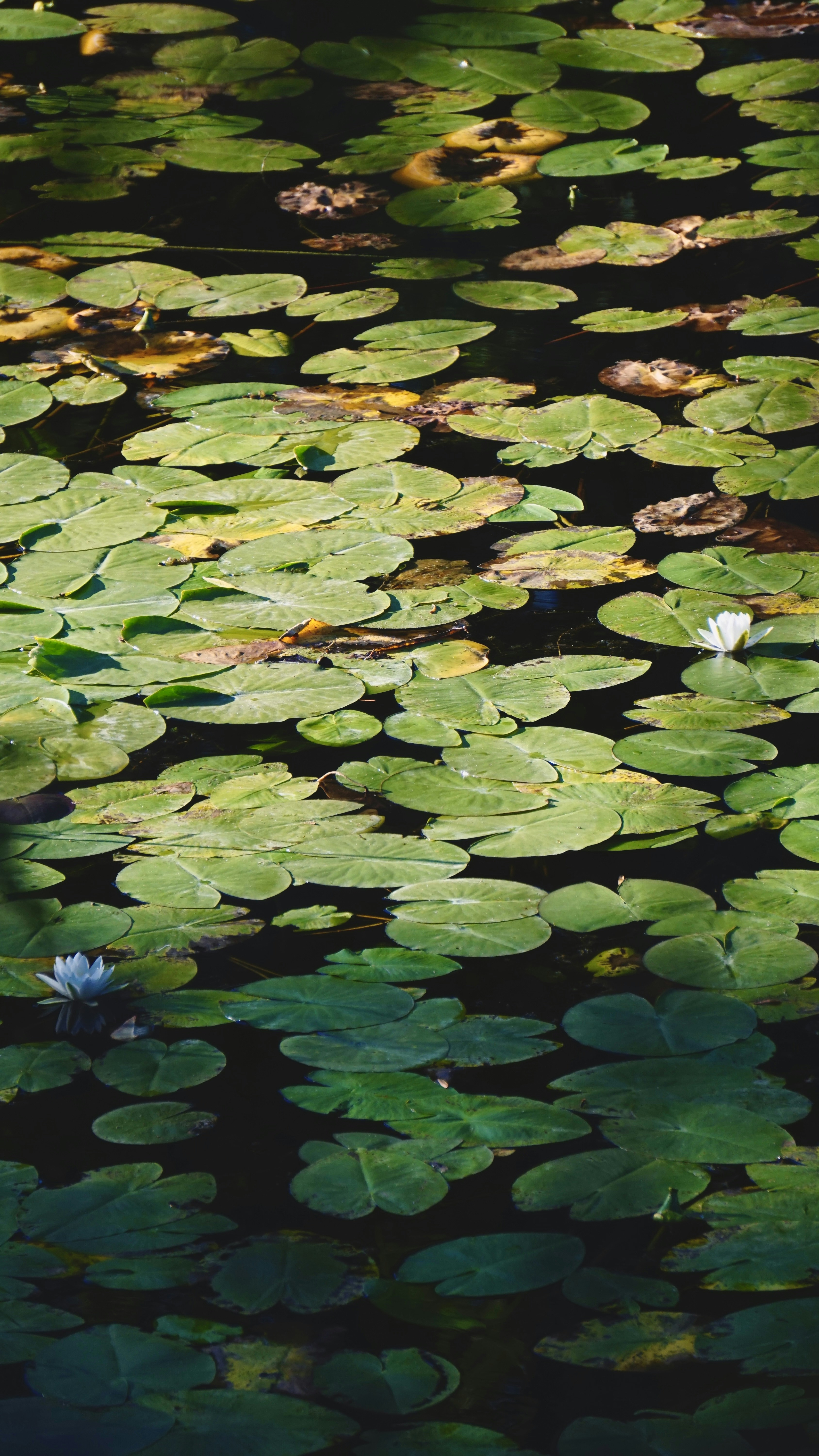 Lily-Studded Reflections: Quiet Waterscape of Floating Greens