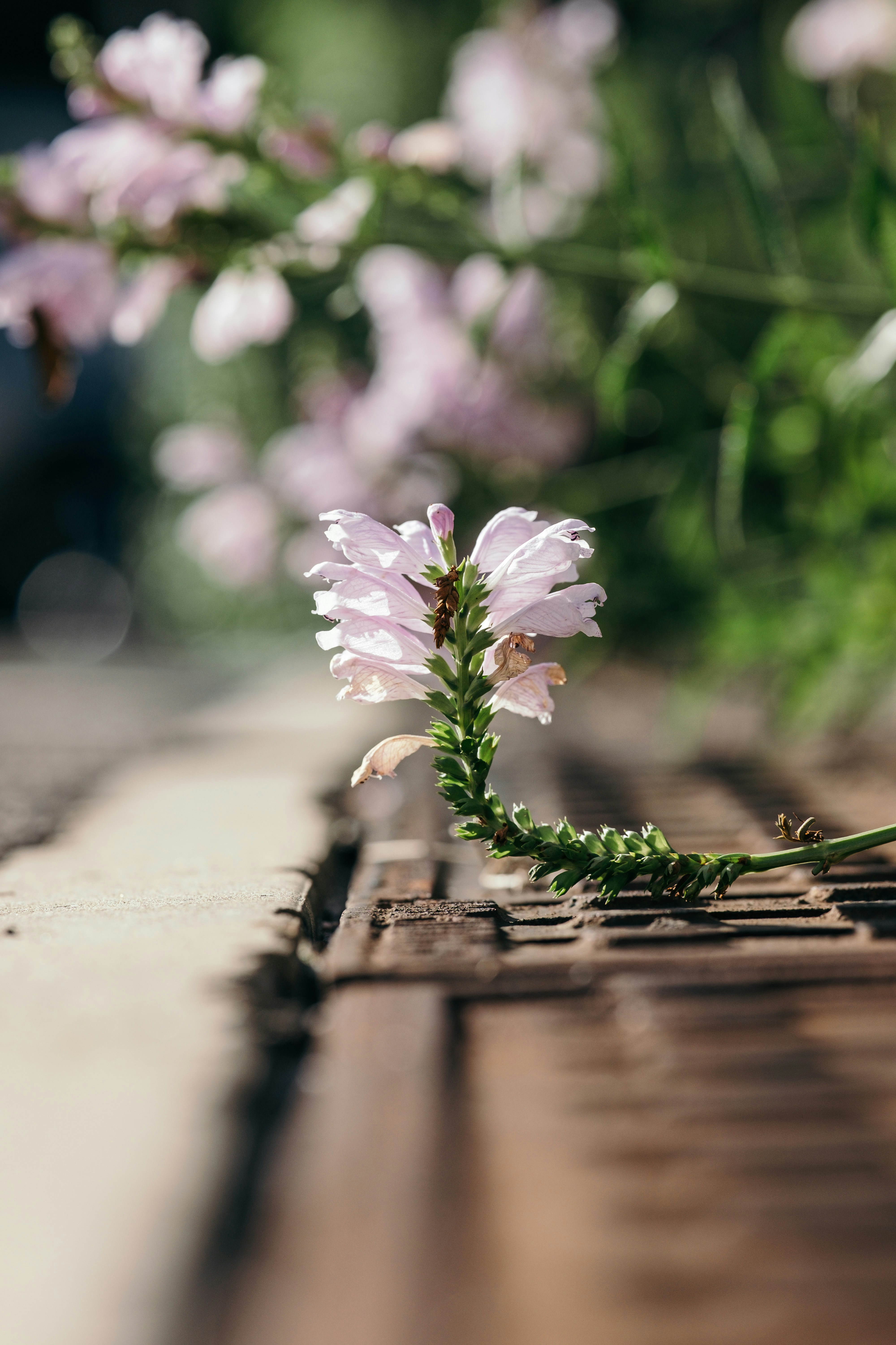 Cracked Rail Bloom: a lone pink blossom rising from the iron tracks