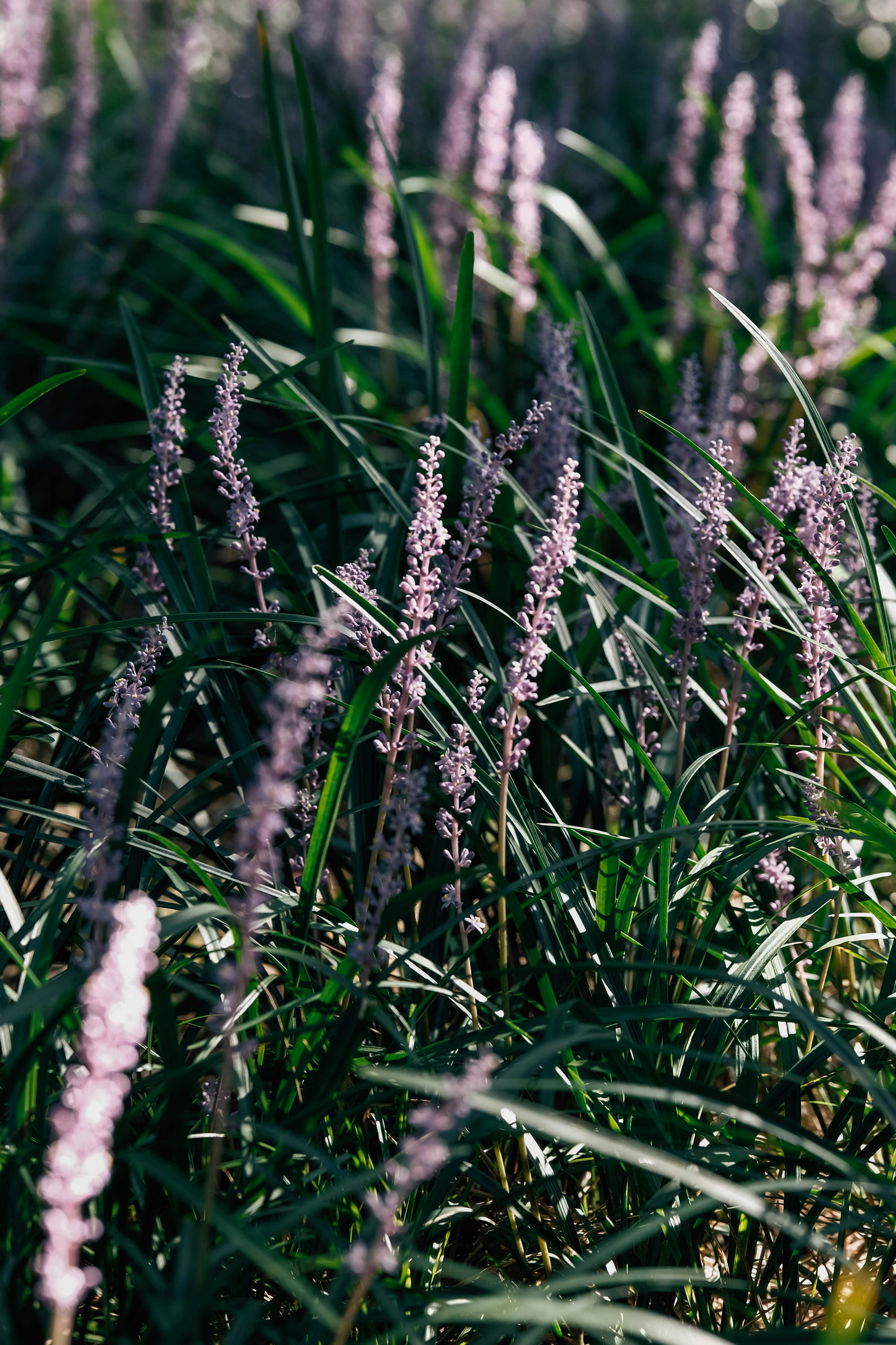 Purple Spike Field: Delicate Blooms Among Dense Foliage