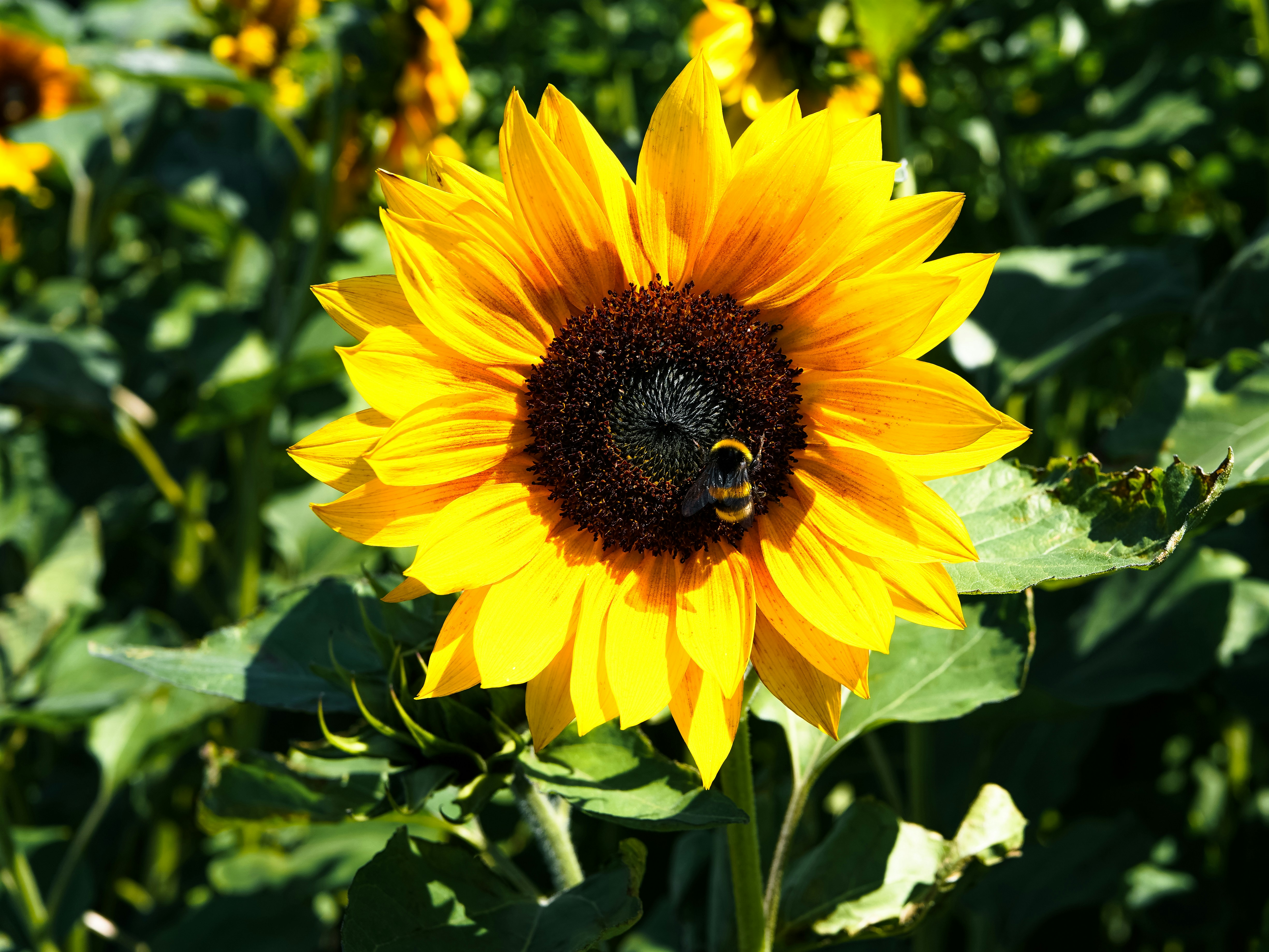Sunlit Sunflower with Bee: Close-Up in a Field of Gold
