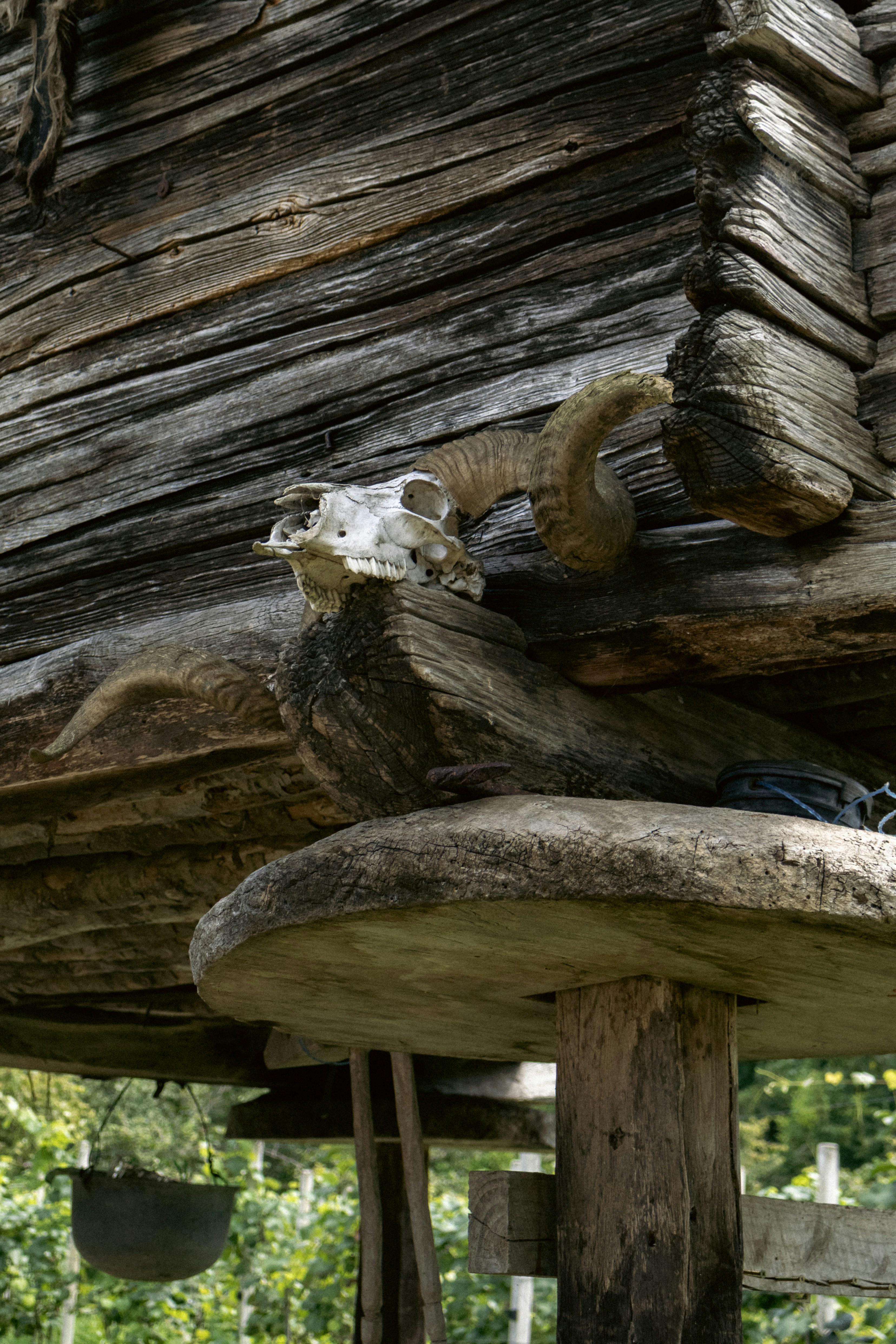 Horned Skull on Weathered Timber: A Rustic Still Life