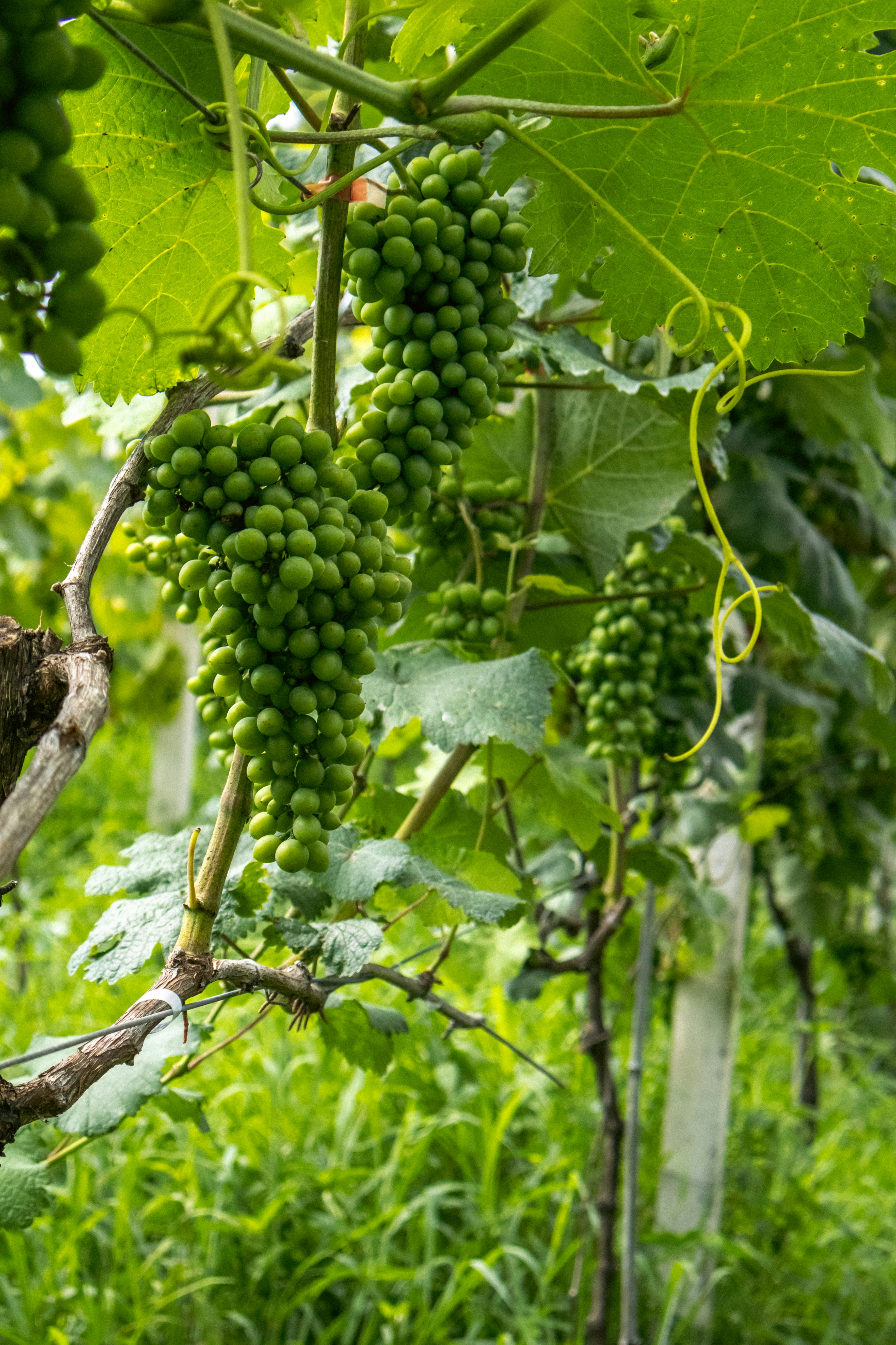 Close-up of hanging green grape clusters amid vibrant leaves and vines, emphasizing texture and abundance in a vineyard scene.
