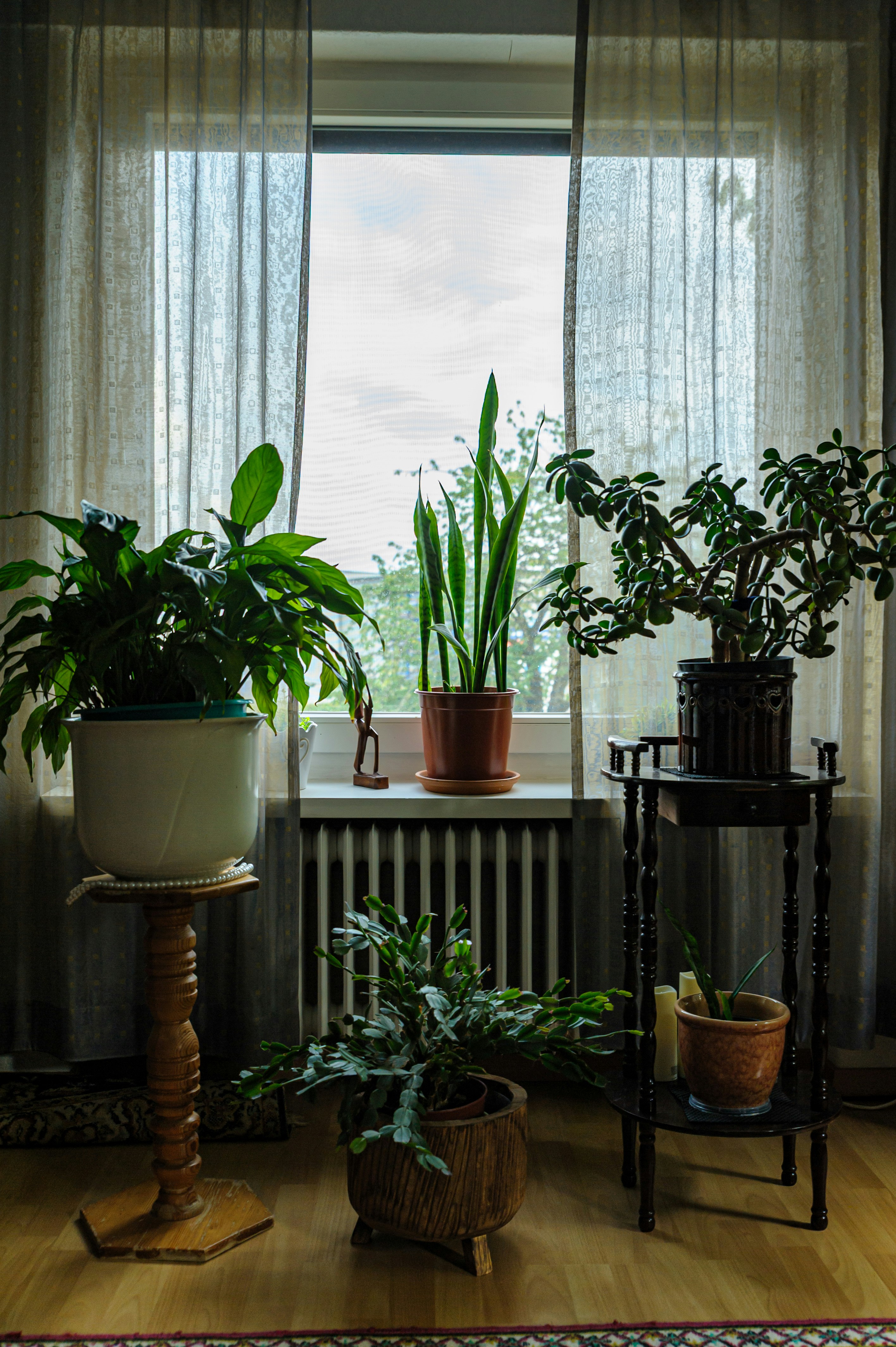 Serene Indoor Oasis: Plants Framing a Windowed Balcony View