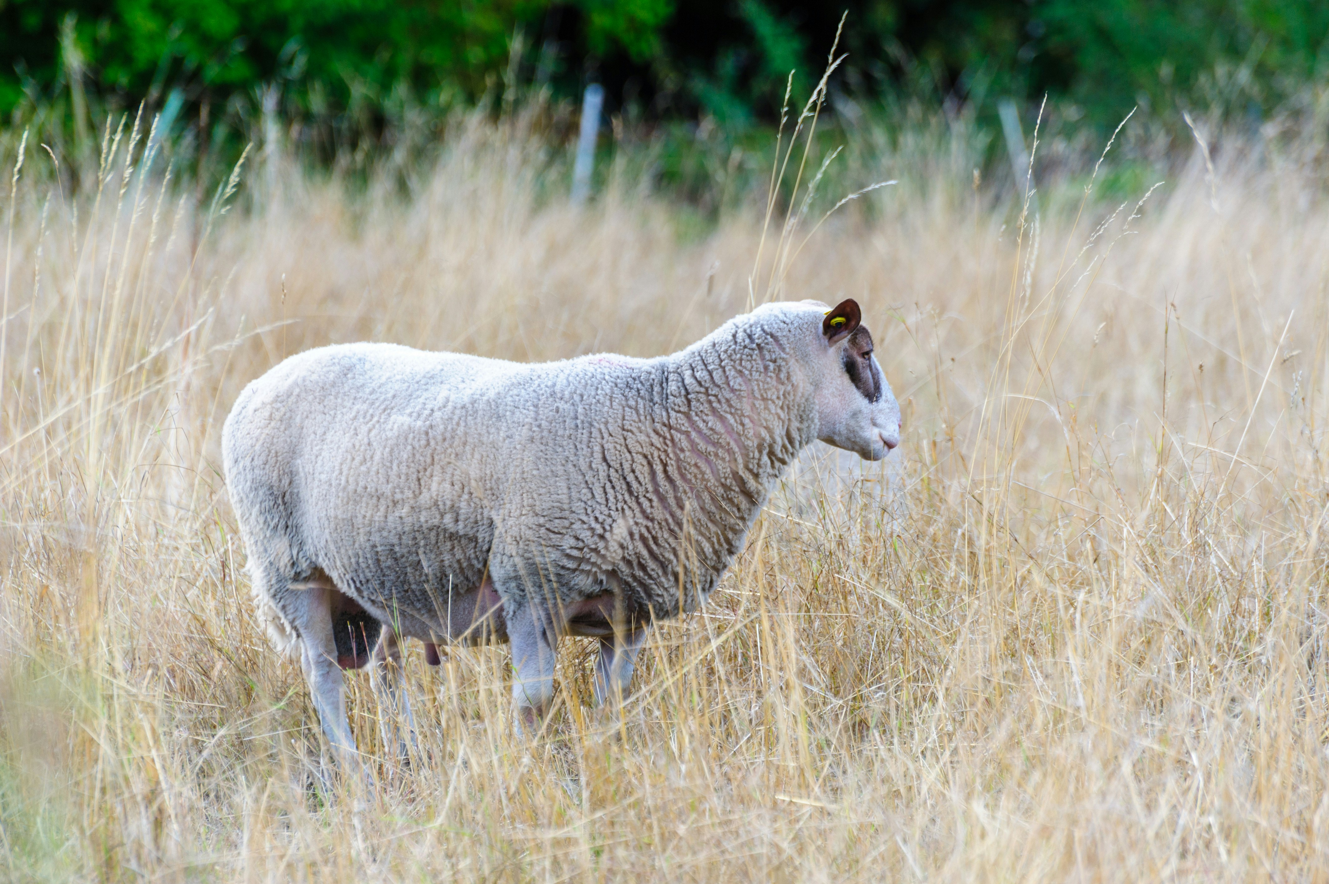 Ambled in the Golden Field: A Woolly Profile in Soft Light