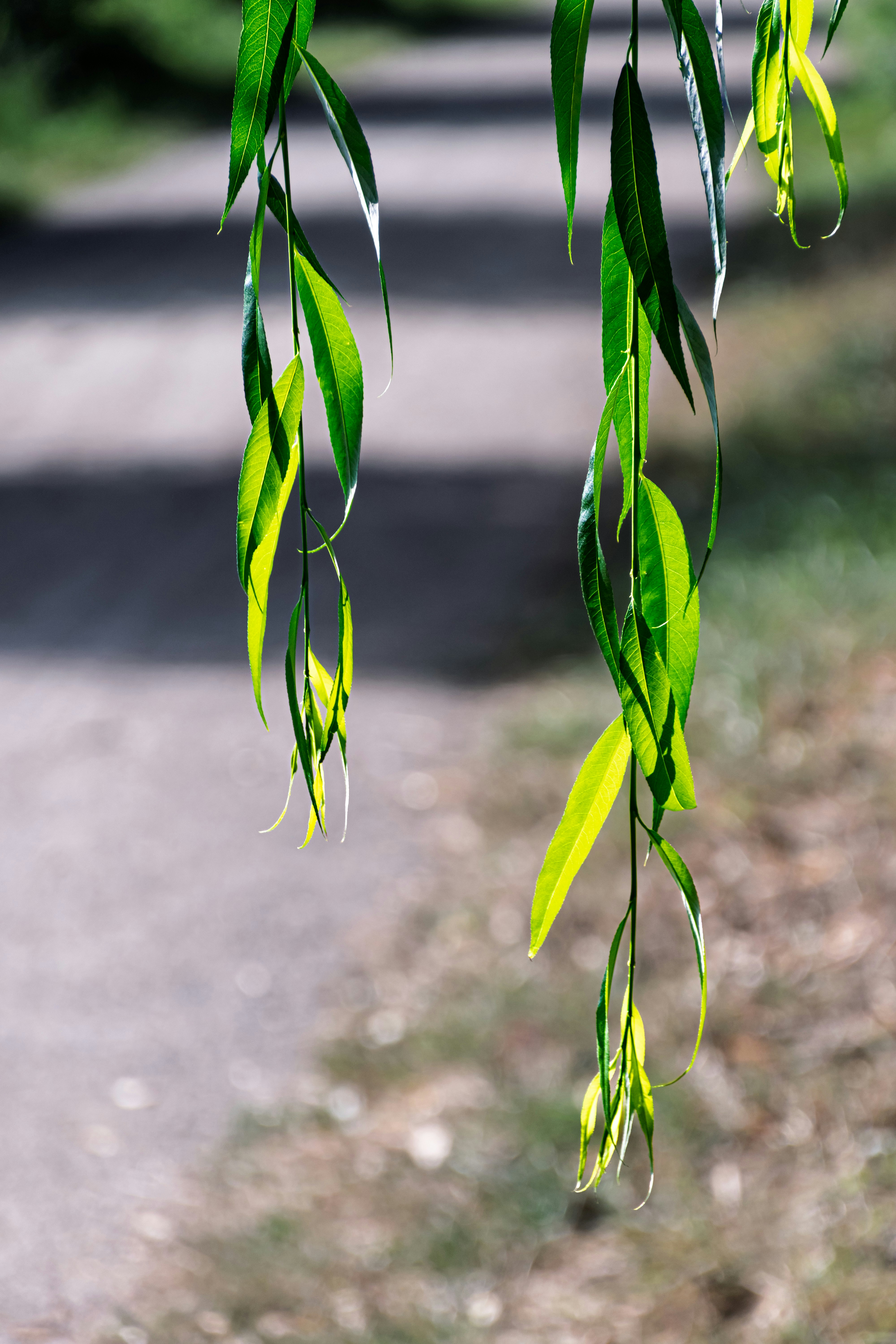 Willow Fronds drifting over a sunlit path