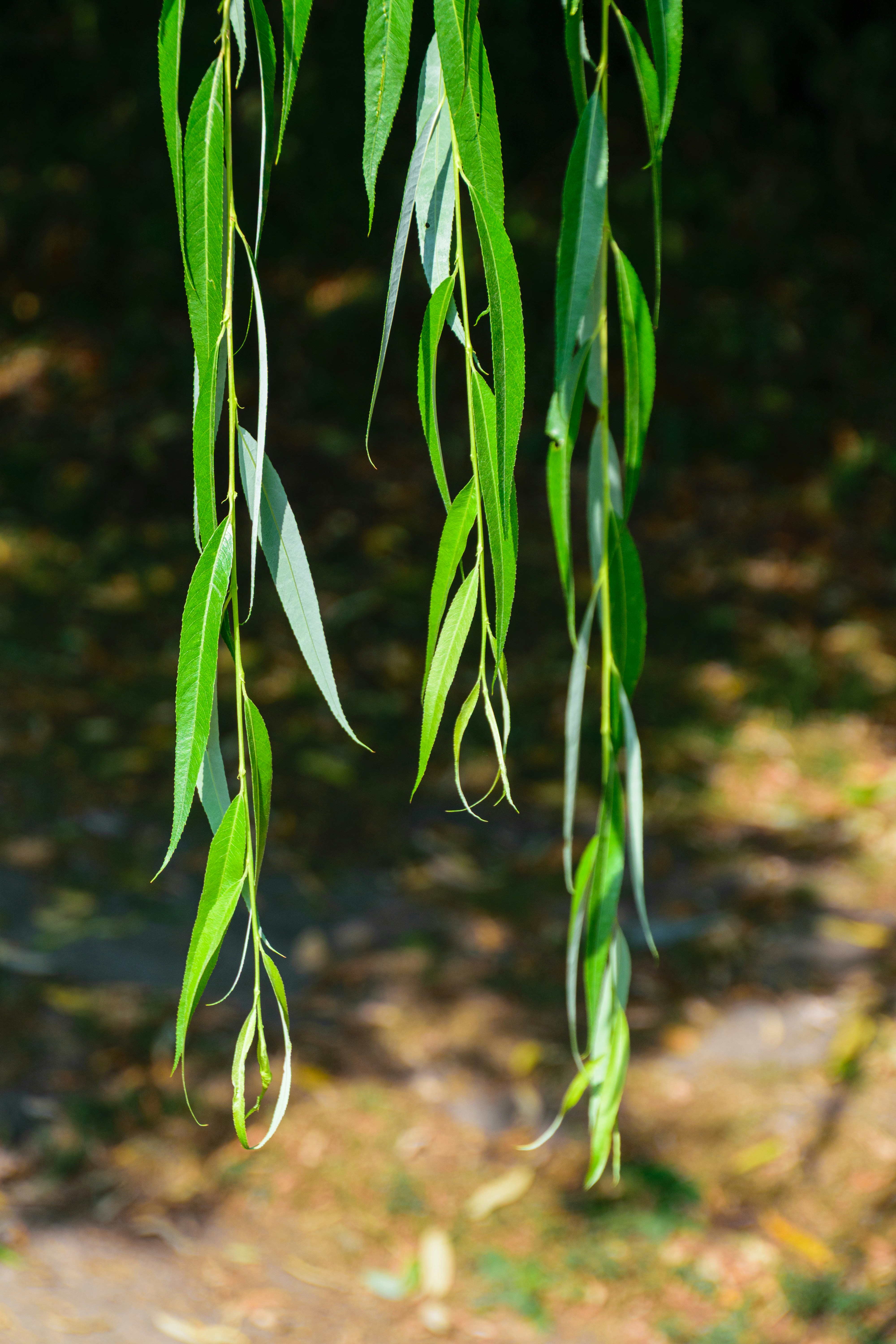 Close-up of slender willow leaves hanging downward, with a blurred earthy backdrop suggesting a calm pond or garden setting.