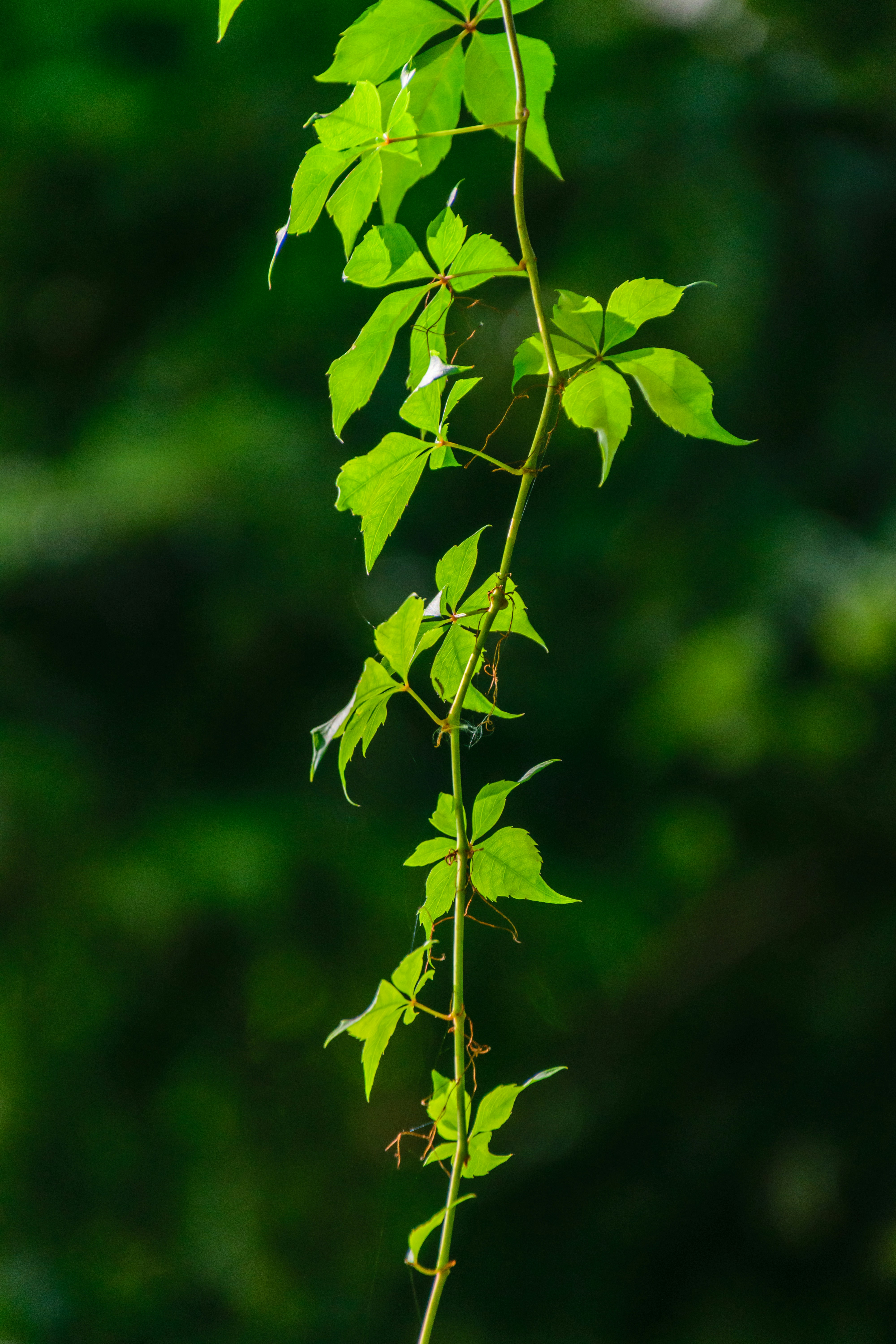 Vine Tendril in Focus: Green Leaves Against Velvet Green