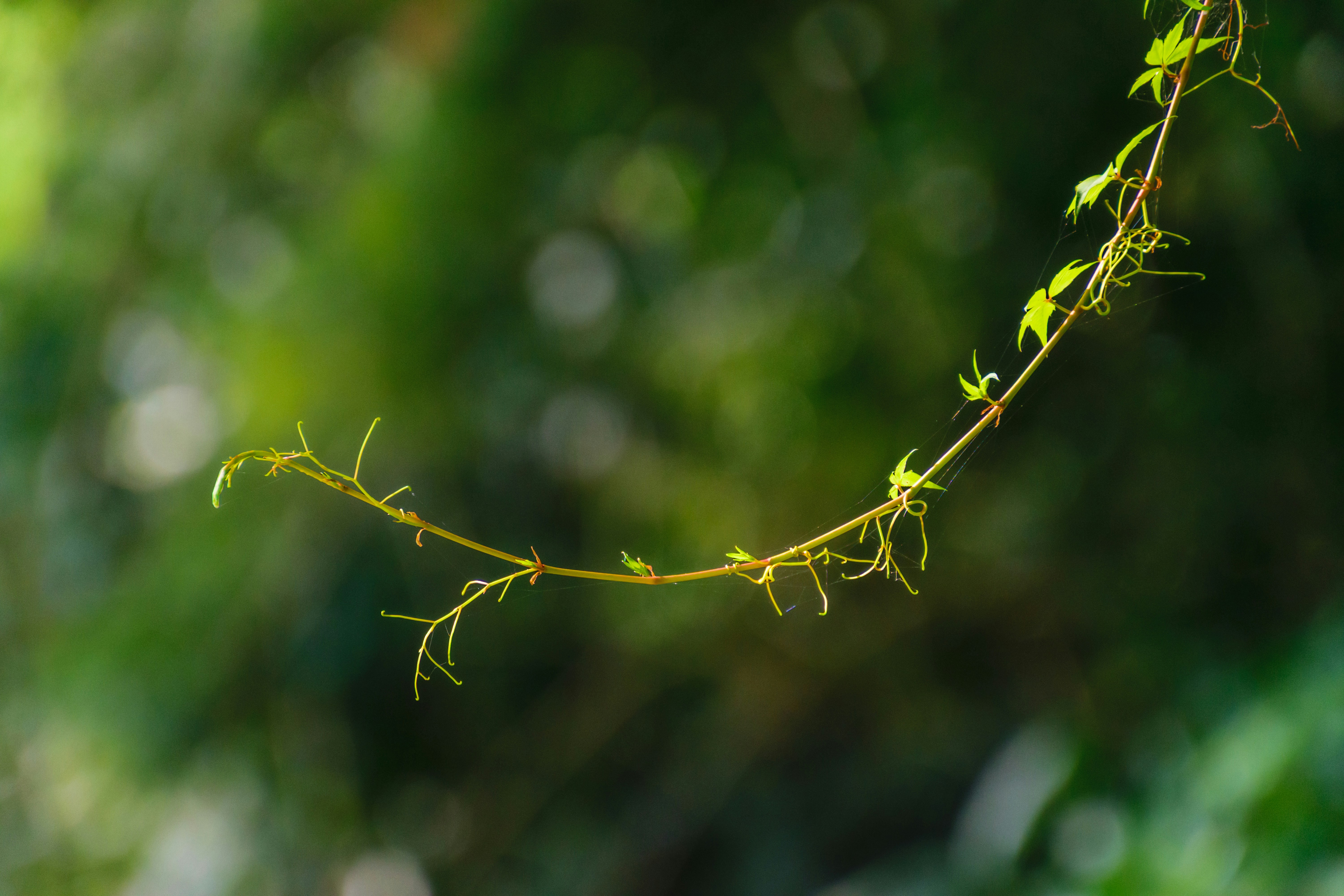 Curving vine in a sunlit green backdrop
